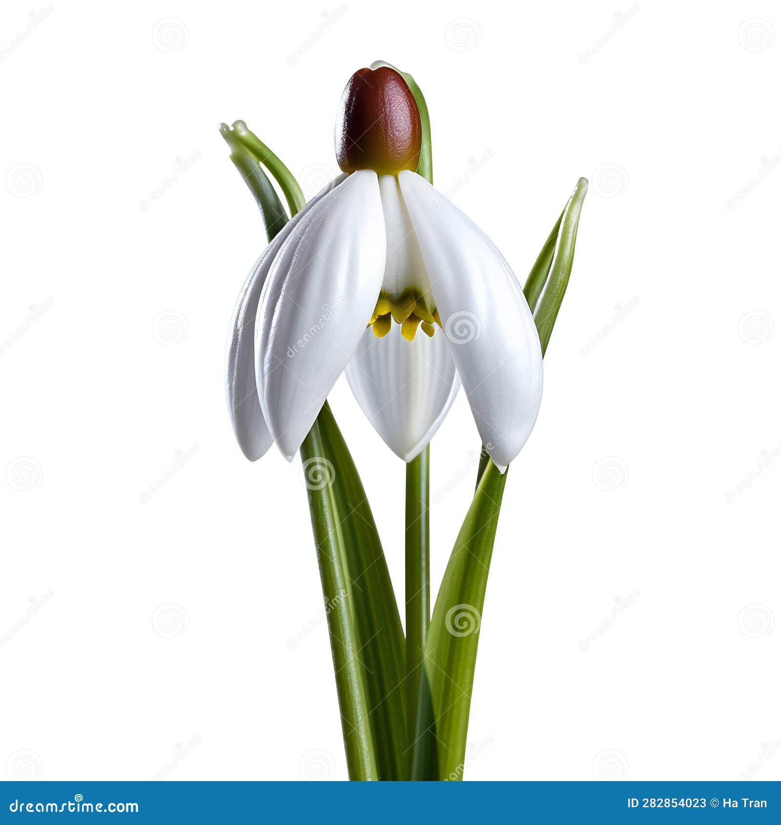 Snowdrop Flower Isolated on White Background Stock Illustration ...