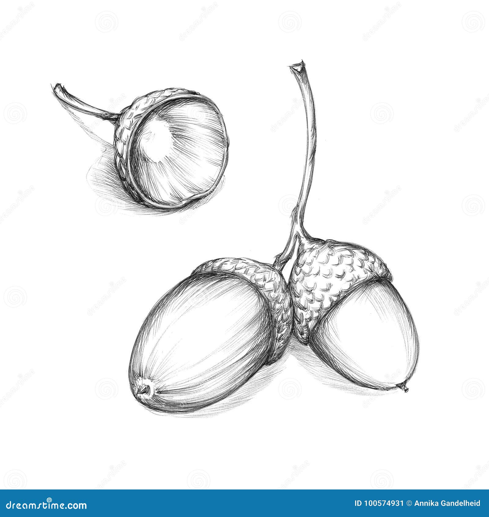 Acorns from the oak tree stock illustration. Illustration of hood ...