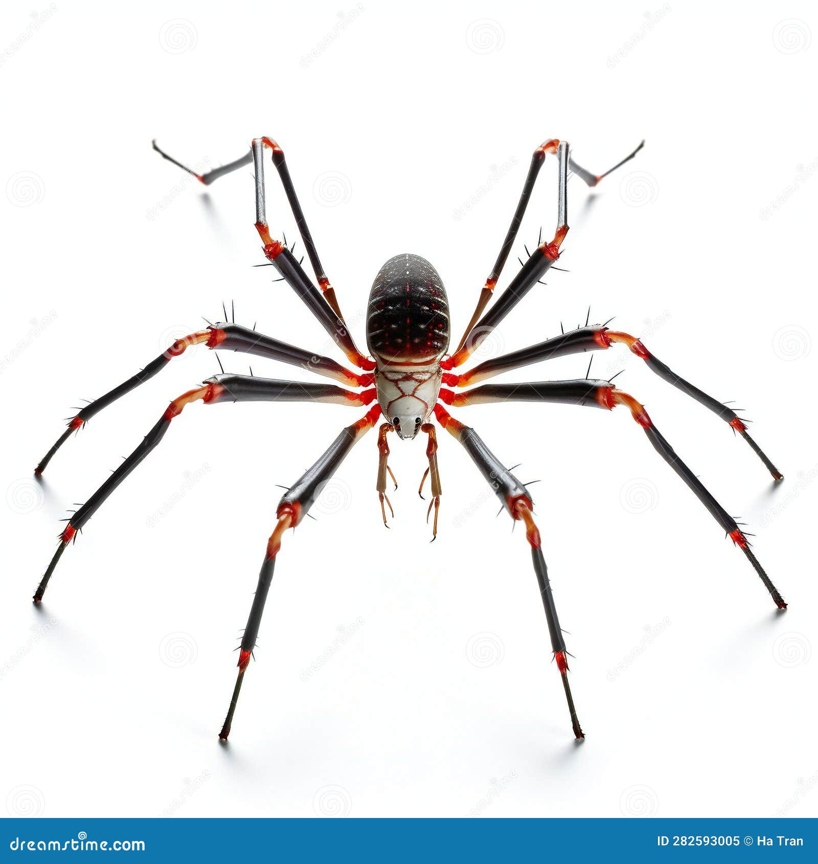 Spider Isolated on White Background Stock Illustration - Illustration ...