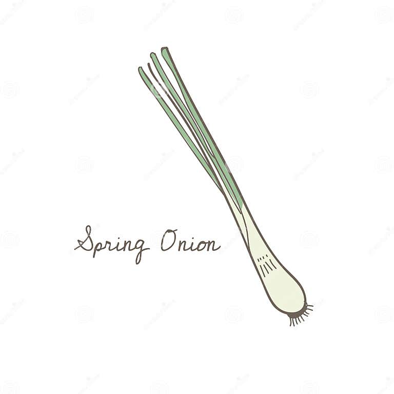 Illustration of a Spring Onion Icon Stock Illustration - Illustration ...