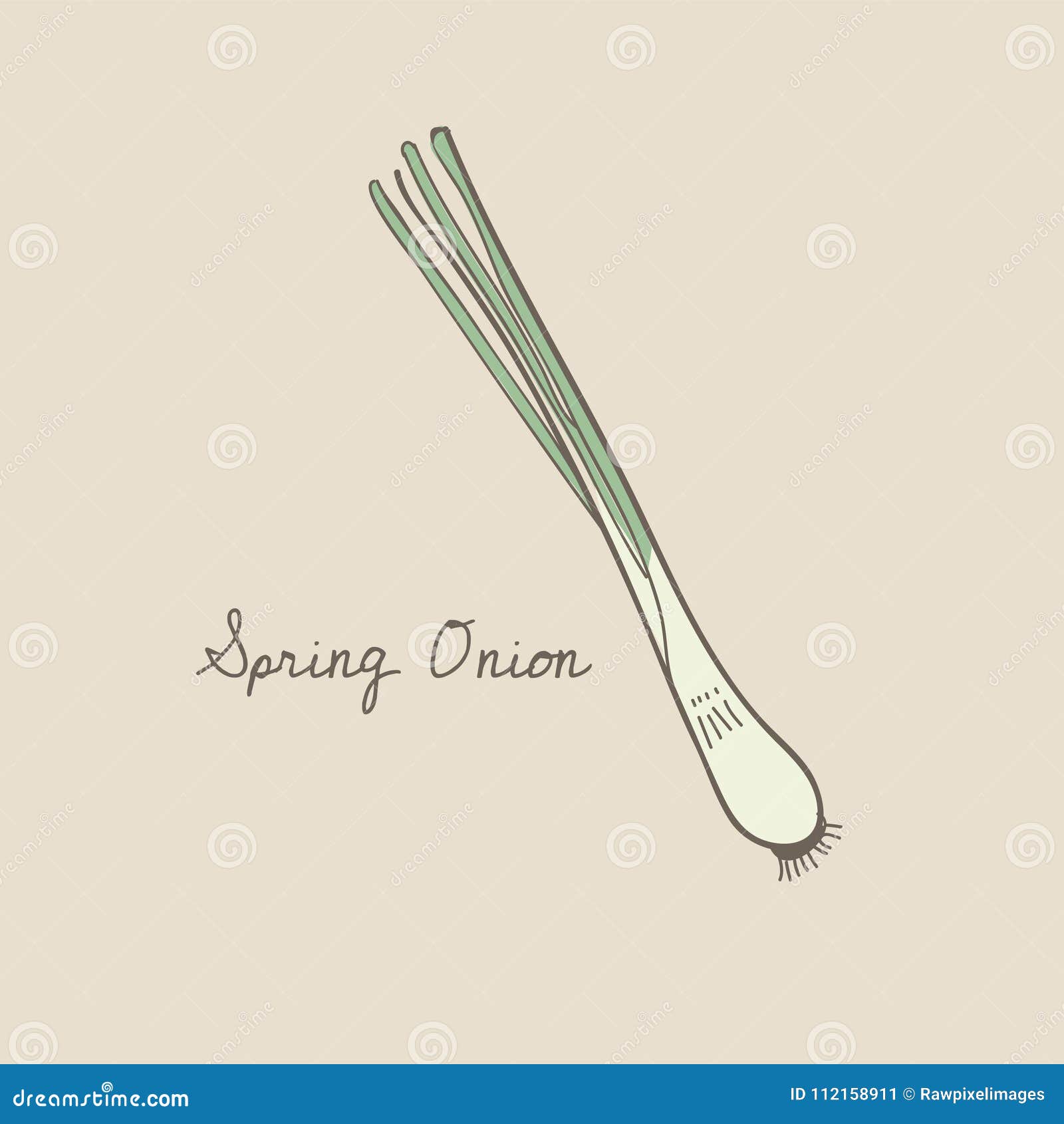 Illustration of a Spring Onion Stock Illustration - Illustration of ...