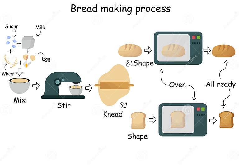 Illustration of the Stages of Bread Making Stock Vector - Illustration ...