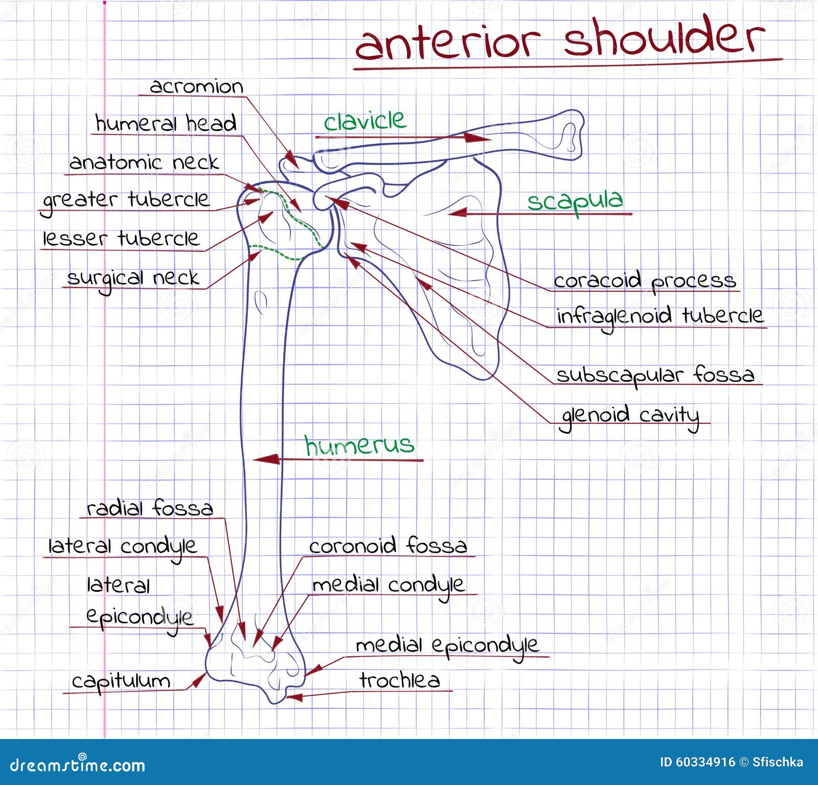 Illustration of the Structure of the Human Anterior Shoulder Stock ...