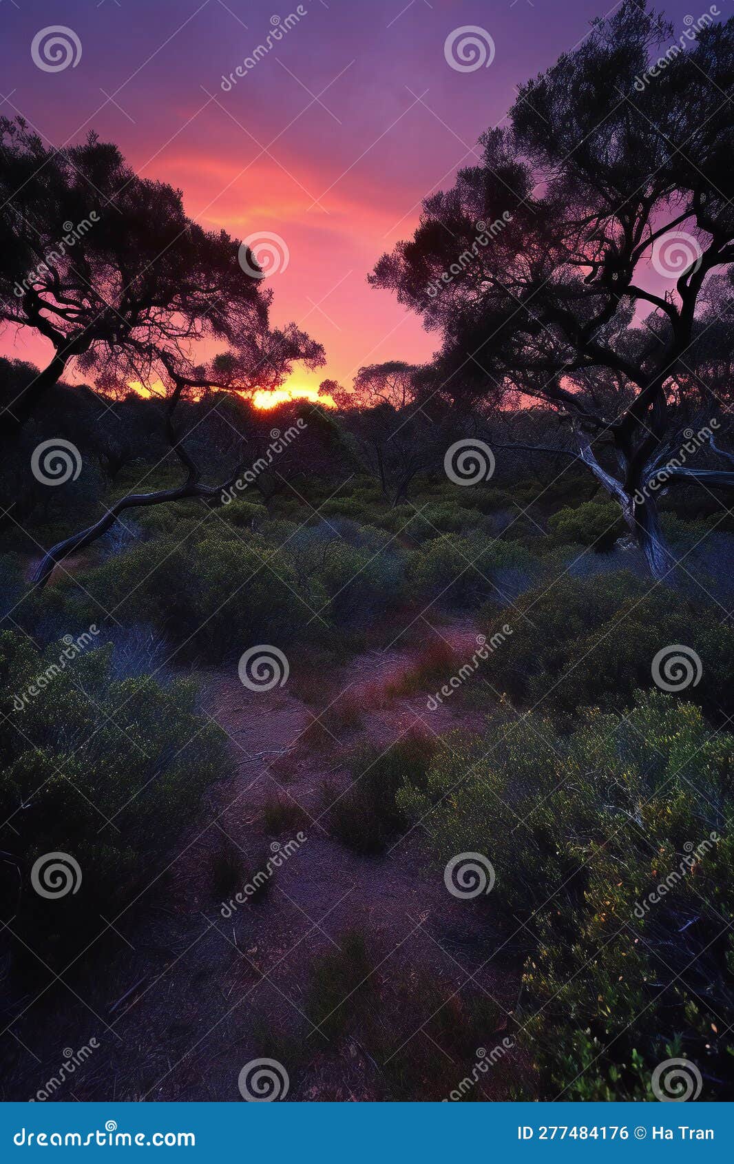 Sunset in the Australian Outback, with Trees and Shrubs Stock ...
