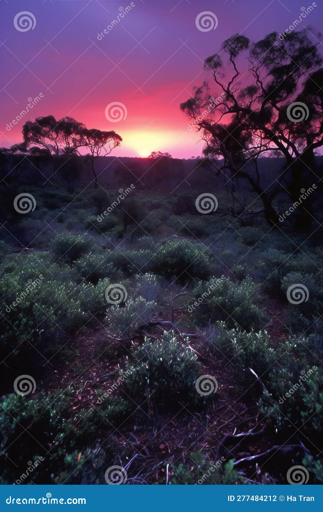 Sunset in the Australian Outback, with Trees and Shrubs Stock ...