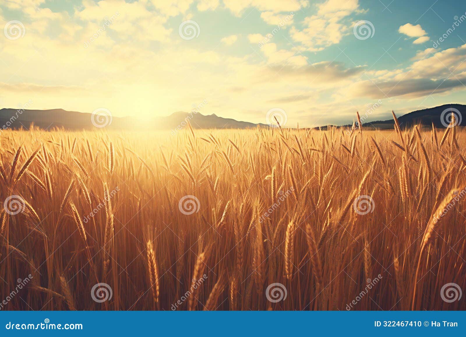 Sunset Over Wheat Field with Mountains in the Background, Filtered ...