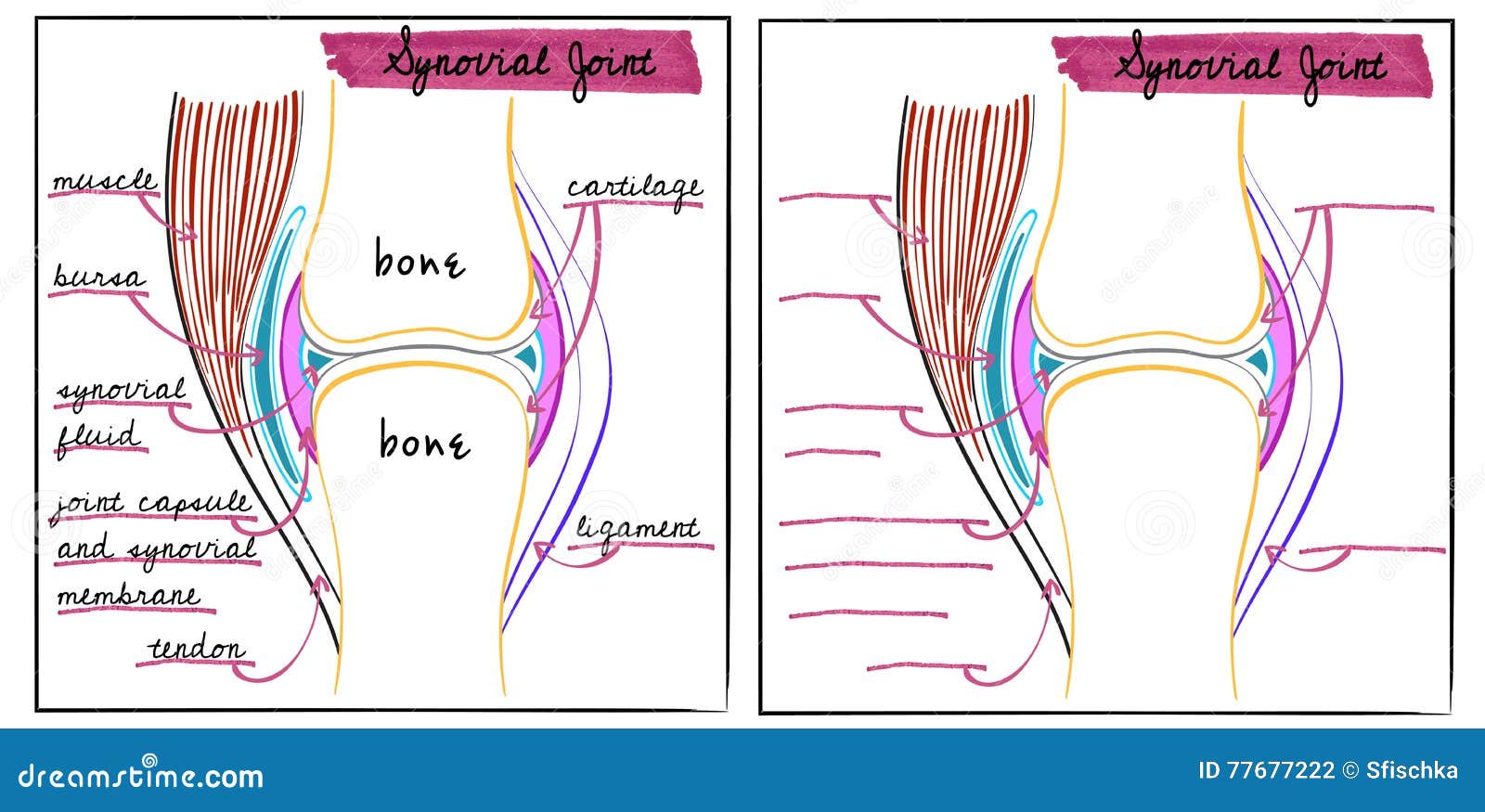 Synovial Joint Capsule Bones Chart Vector Illustration | CartoonDealer ...