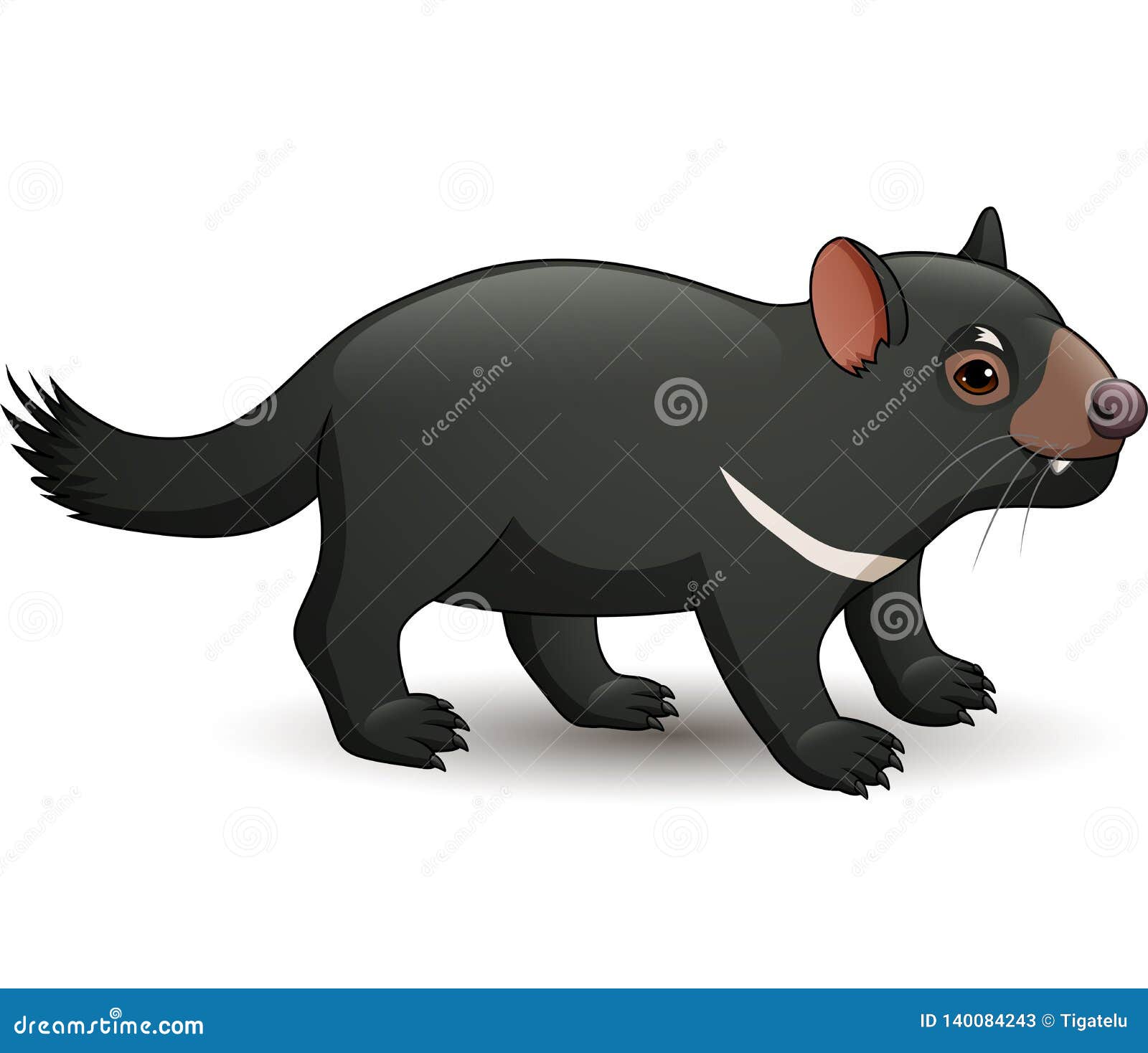 Tasmanian Devil Isolated On White Background Stock Vector Illustration Of Carnivorous Jungle