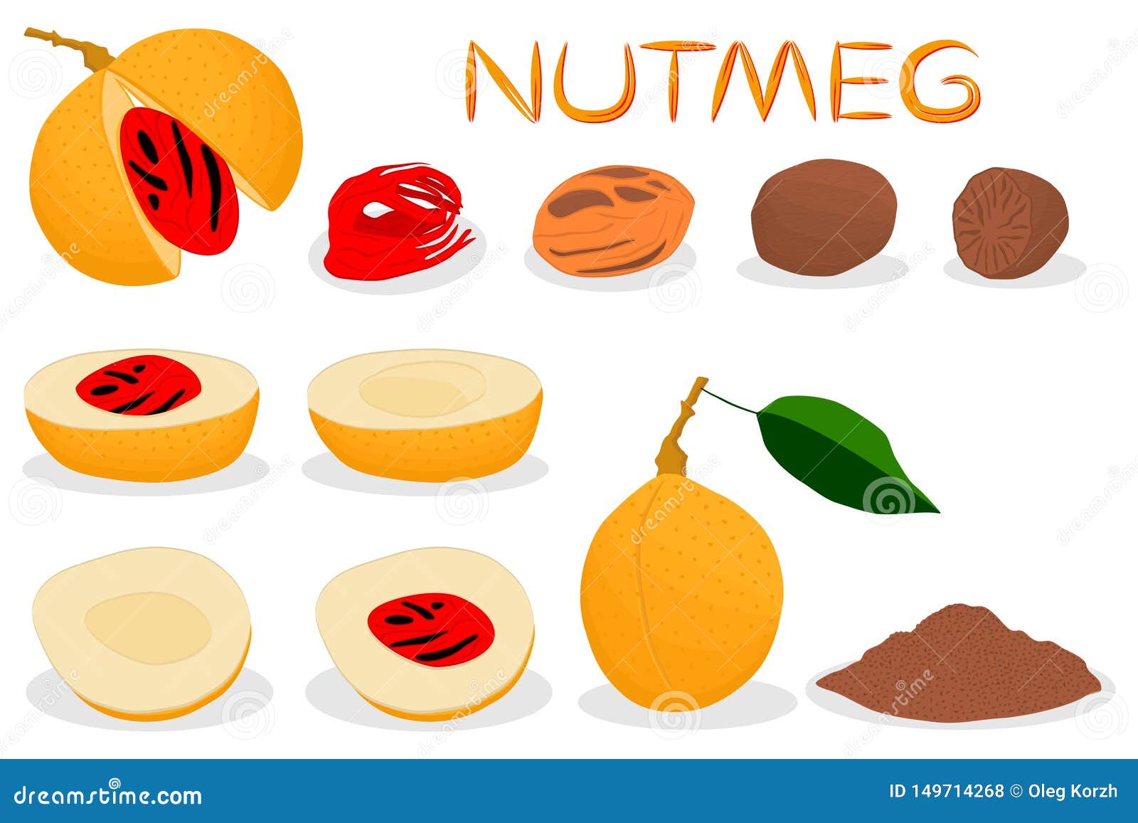 Illustration on Theme Big Set Different Types Spice Nutmeg Stock Vector ...