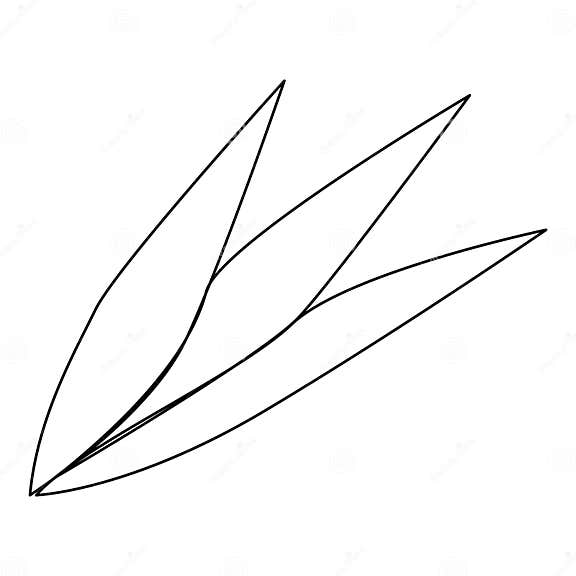Illustration of Three Angular Leaves Showcasing Their Sharp Shapes and ...