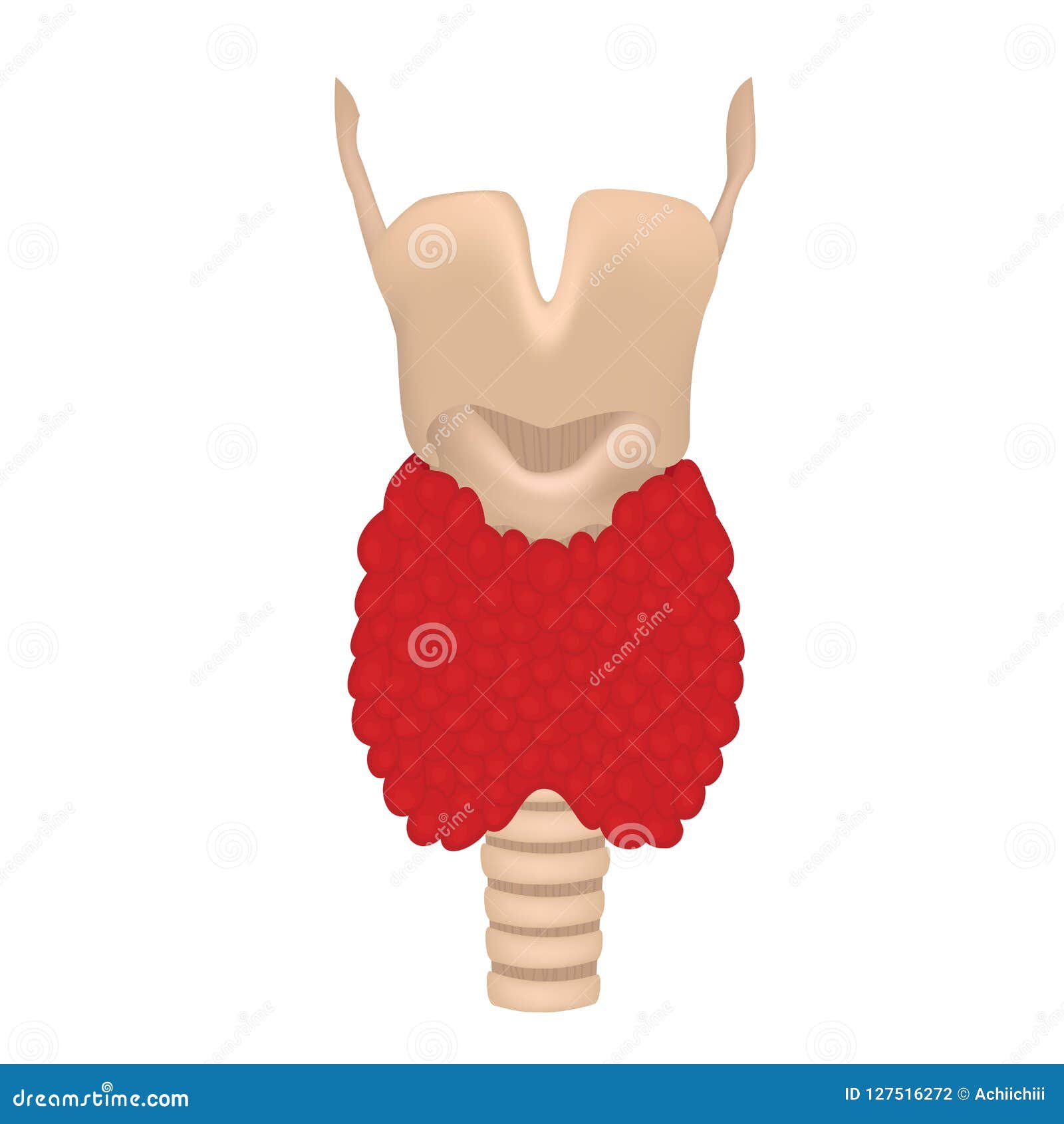 Illustration is the Thyroid Gland Anatomy Stock Vector - Illustration ...