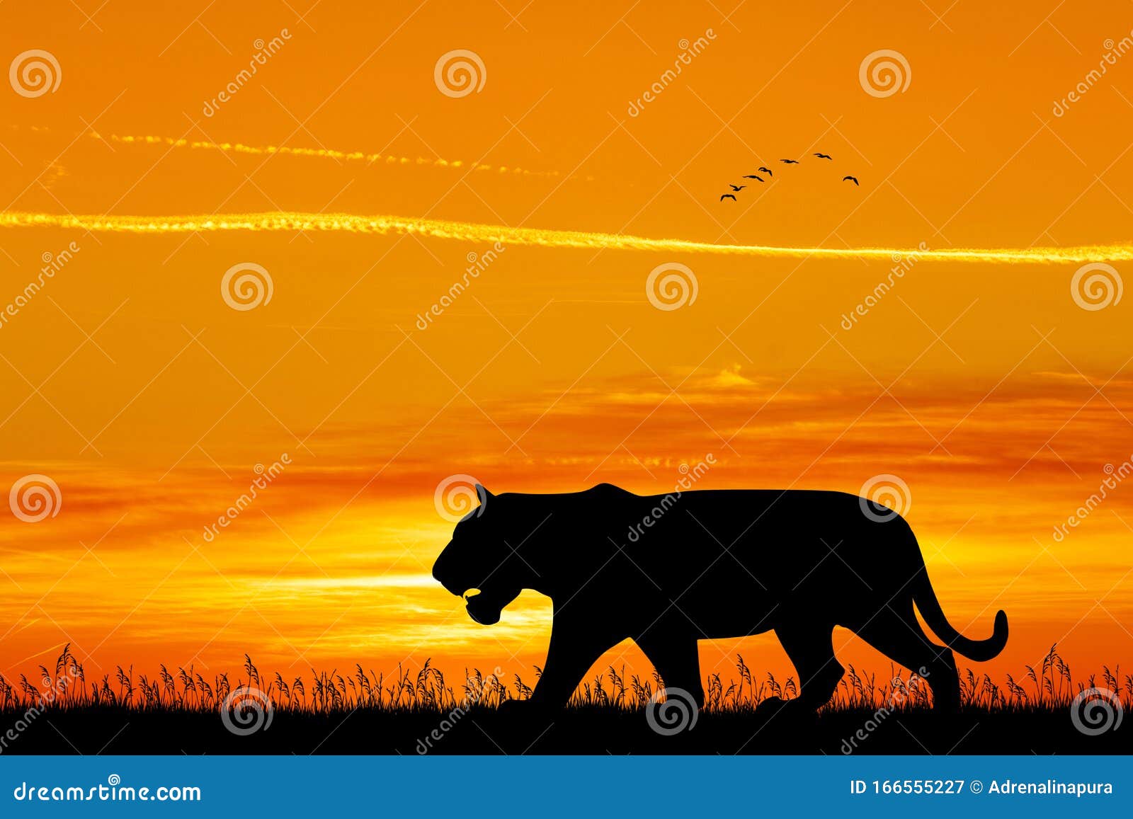 Tiger silhouette at sunset stock illustration. Illustration of tiger ...