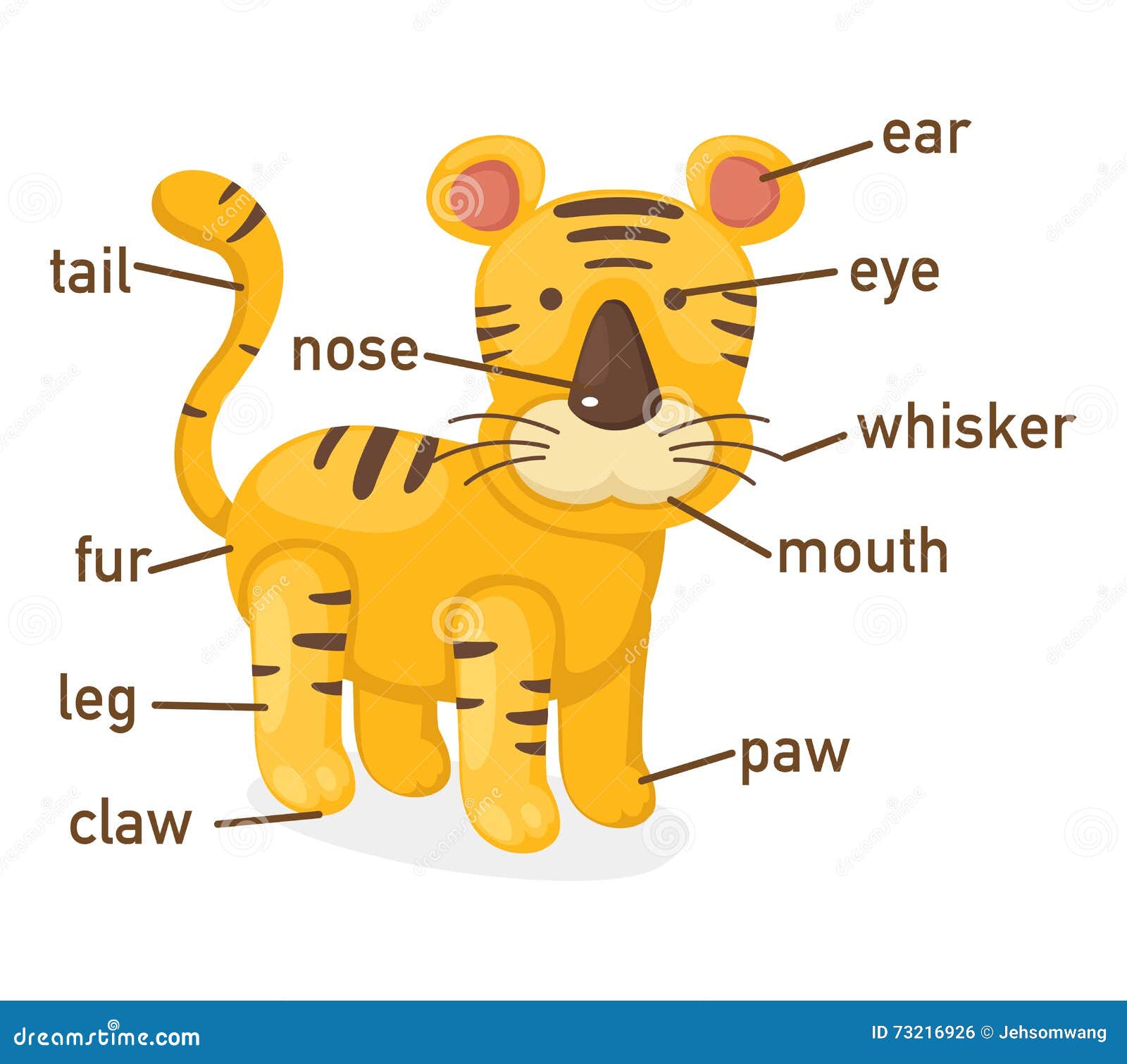 Illustration of Tiger Vocabulary Part of Body Stock Vector ...