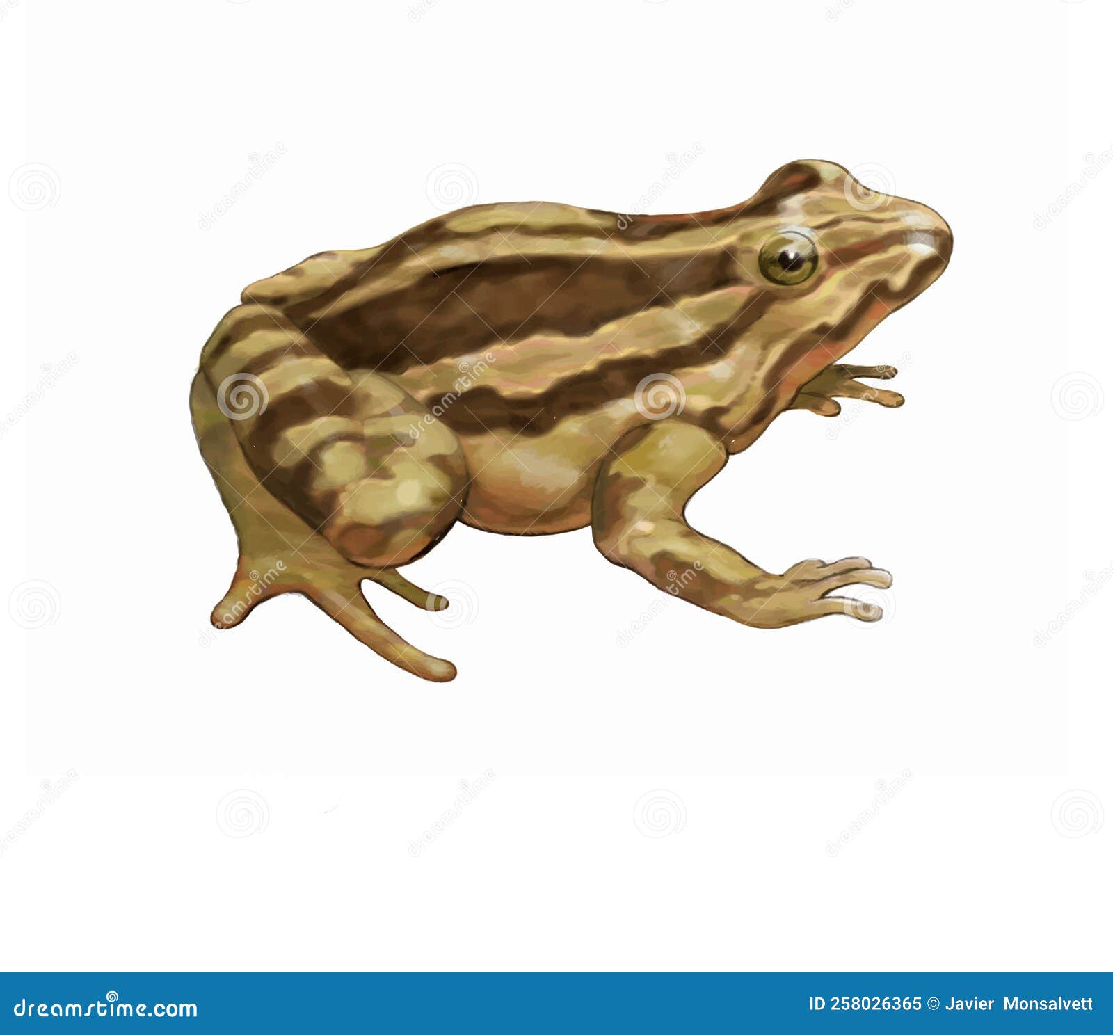 Illustration Toad. stock illustration. Illustration of turtle - 258026365