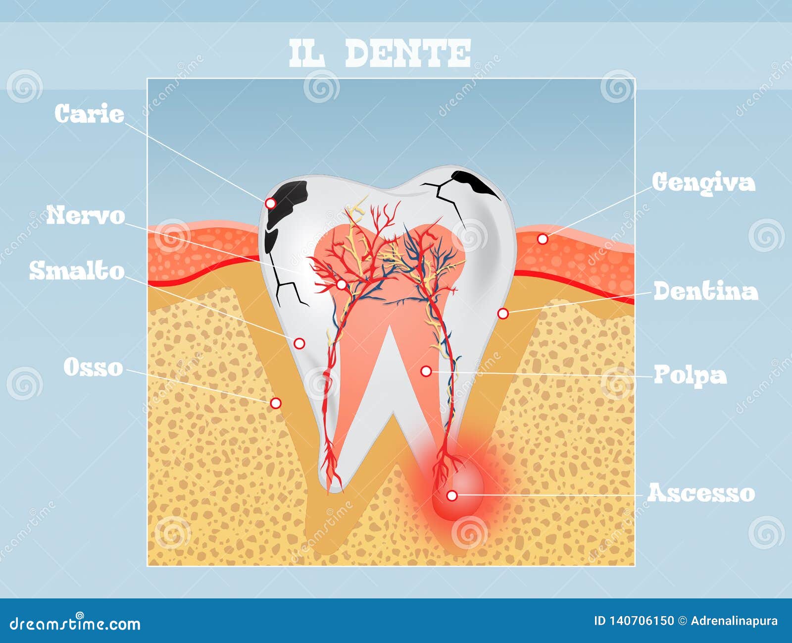 The tooth scheme stock illustration. Illustration of healthcare - 140706150