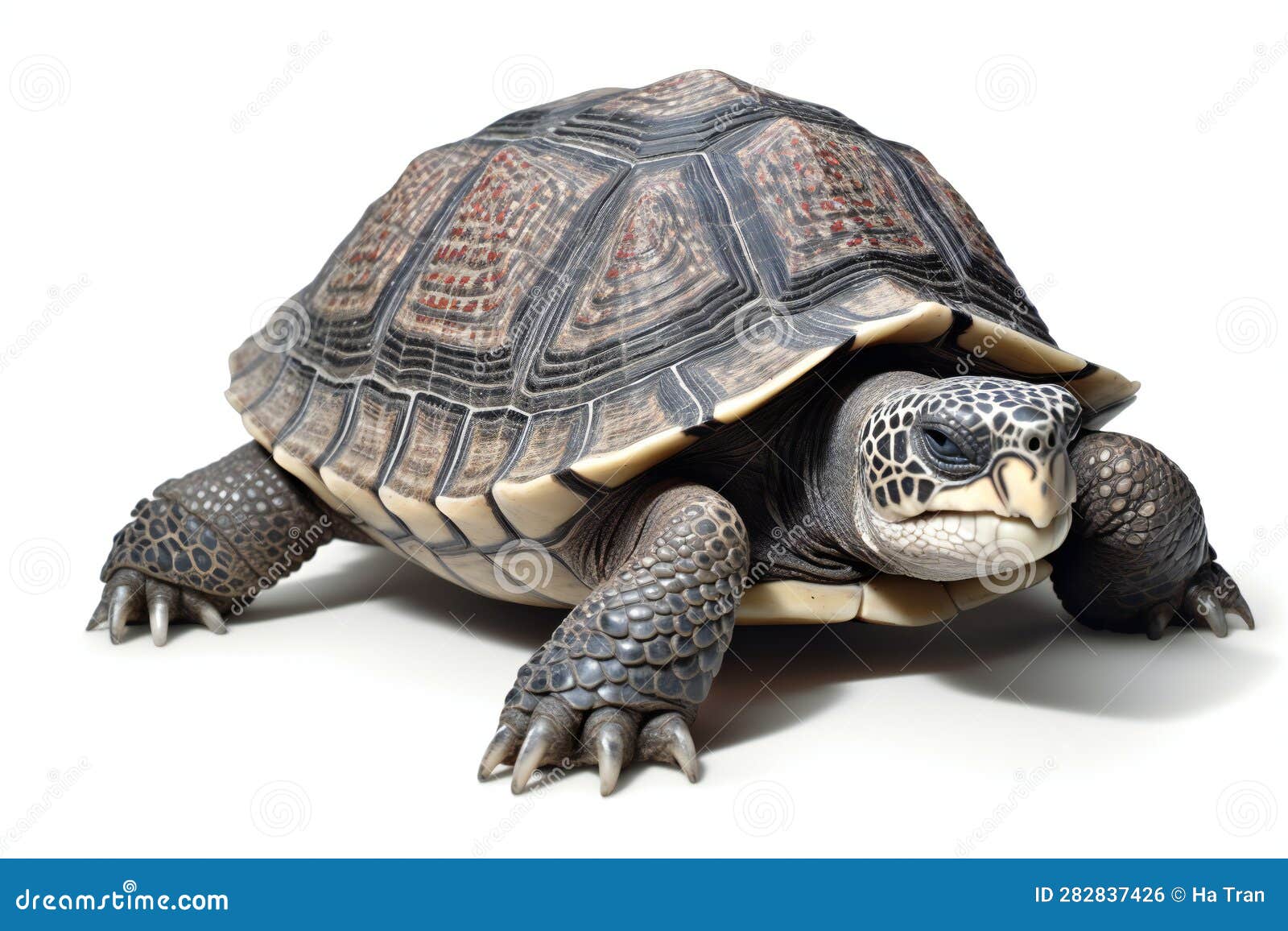 Tortoise Isolated on White Background Side View Stock Illustration ...