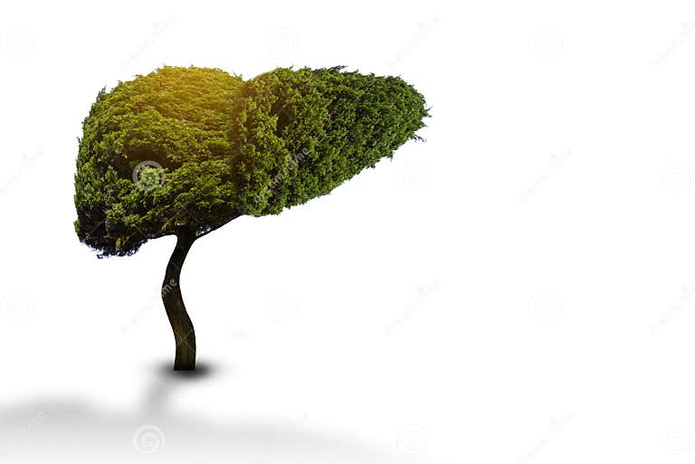 Illustration of a Tree in the Shape of a Liver Environment and Medicine ...