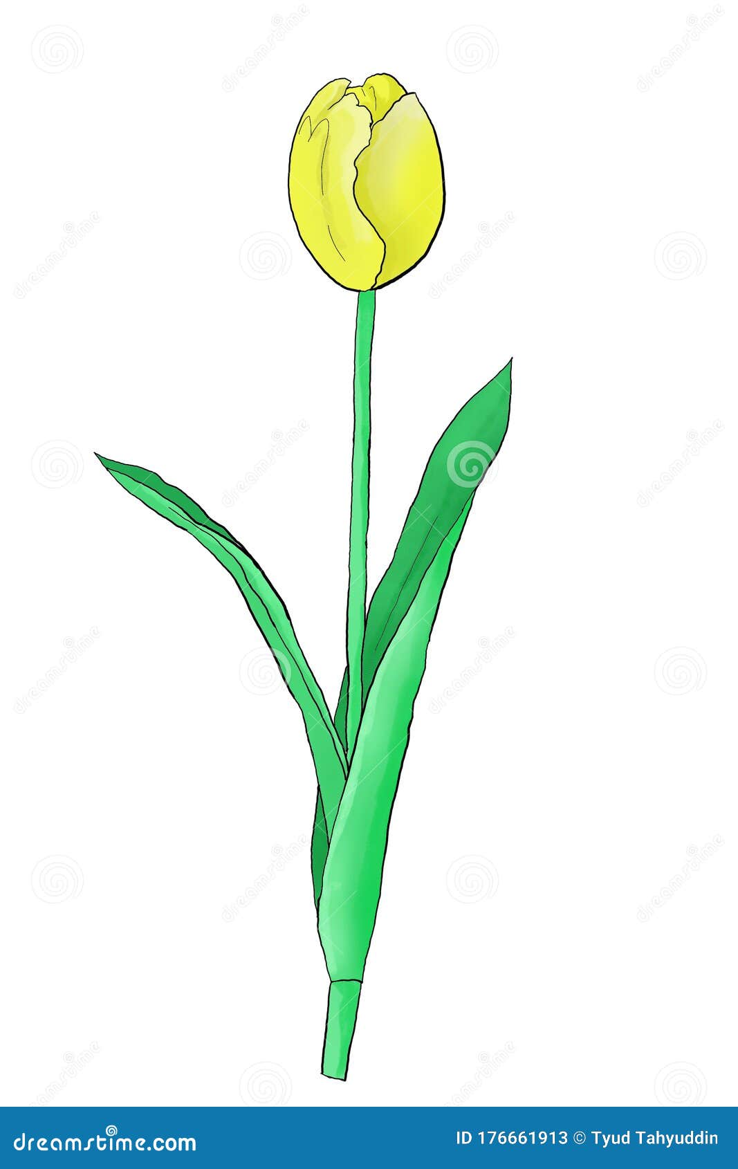 Illustration of Tulips, Colored Sketches, White Background Stock ...