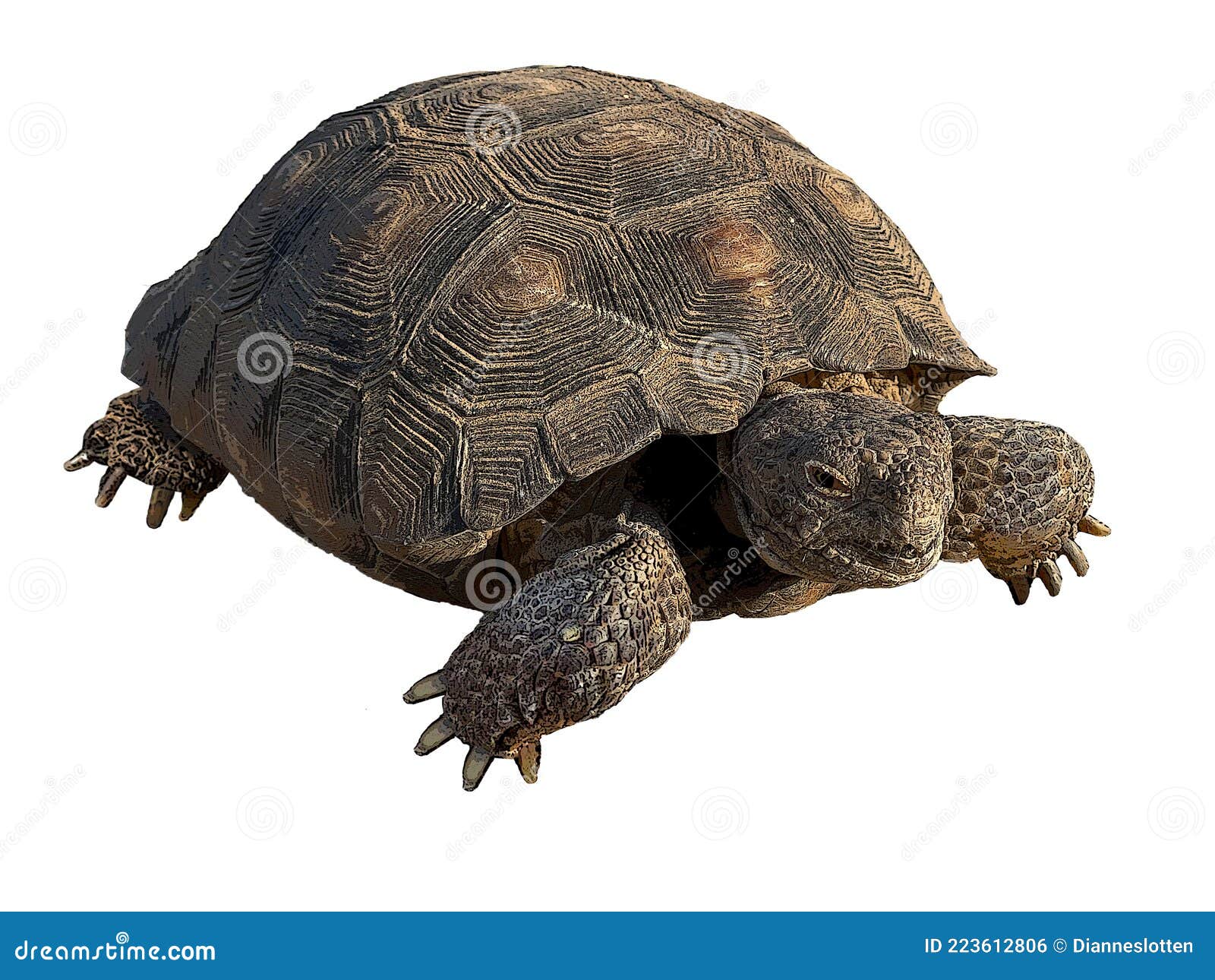 Clipart Of Wild Desert Tortoise Gopherus Agassizii Isolated On White ...