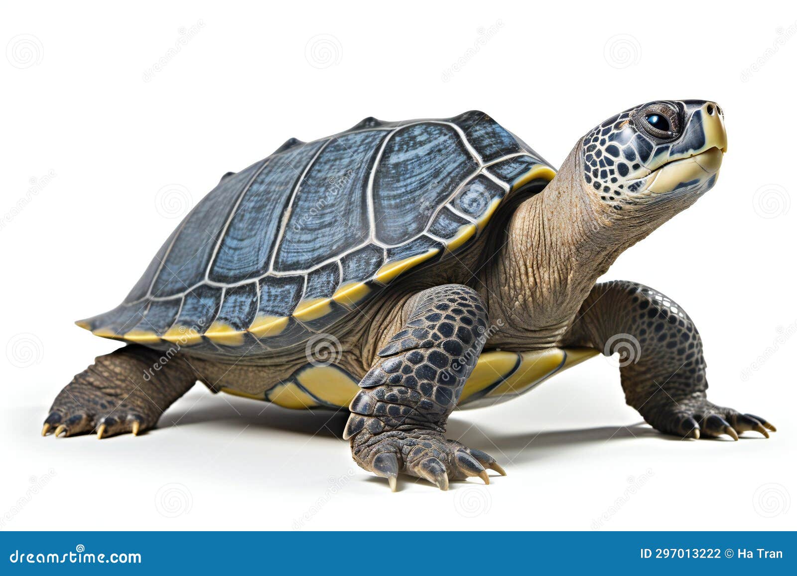 Turtle Isolated on White Background, Side View Stock Illustration ...