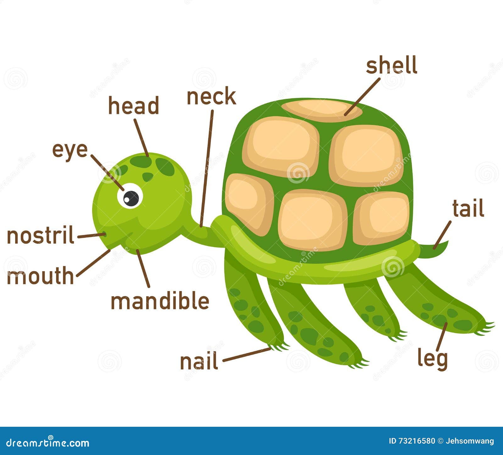 Illustration of Turtle Vocabulary Part of Body Stock Vector ...