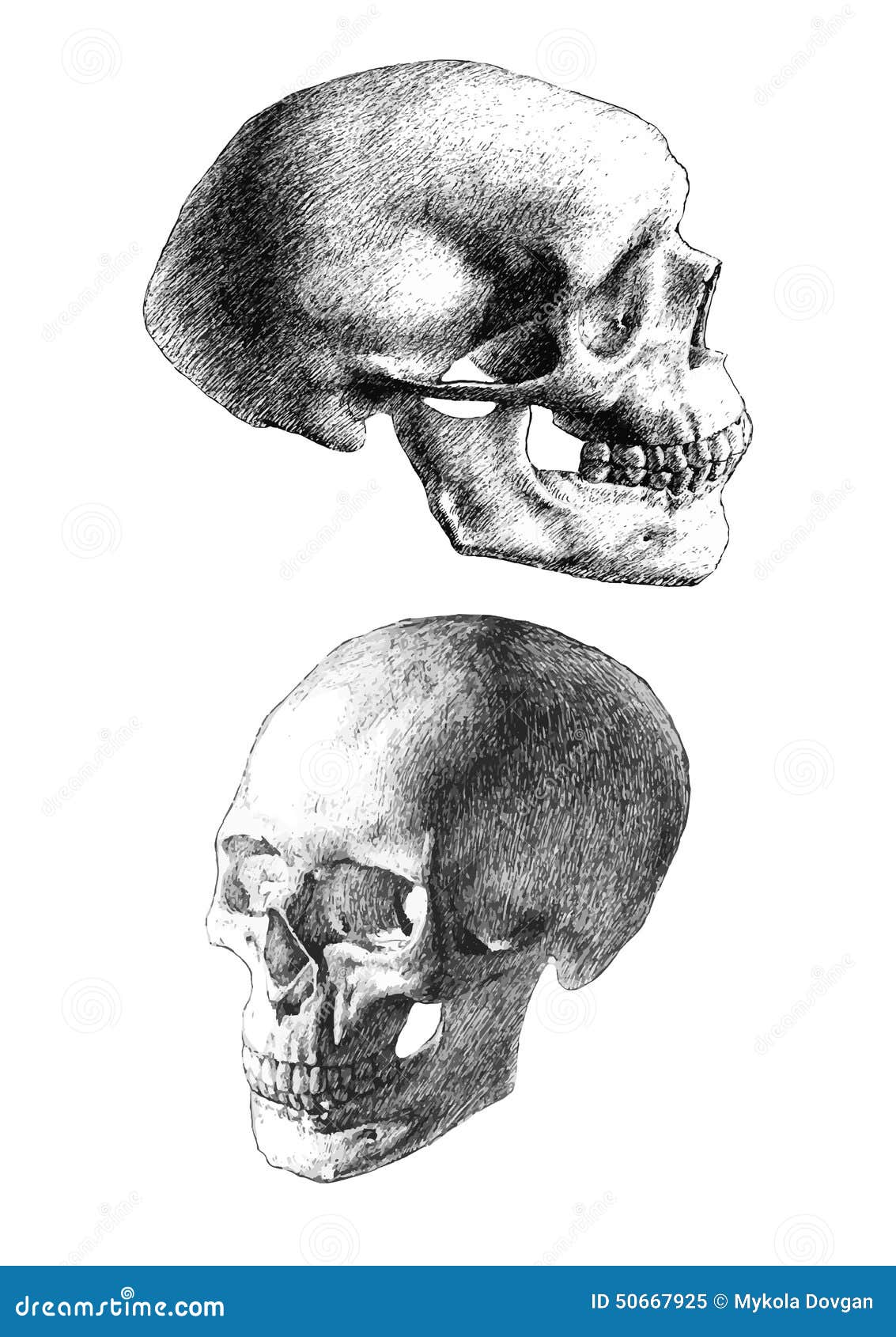 Illustration with Two Anatomical Skulls Stock Illustration ...