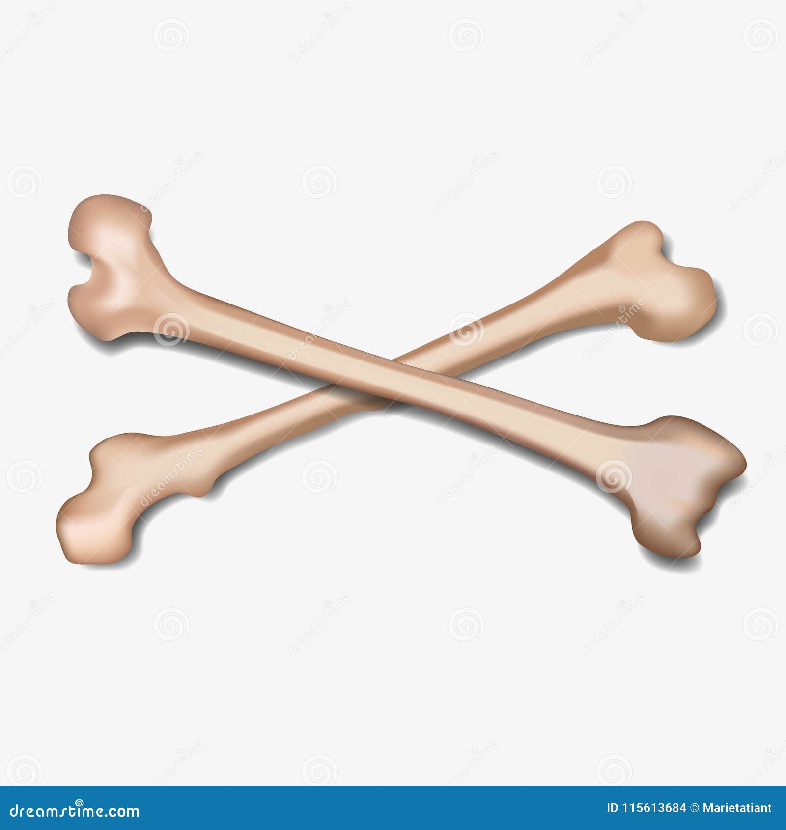 Illustration of two bones. stock vector. Illustration of biology ...