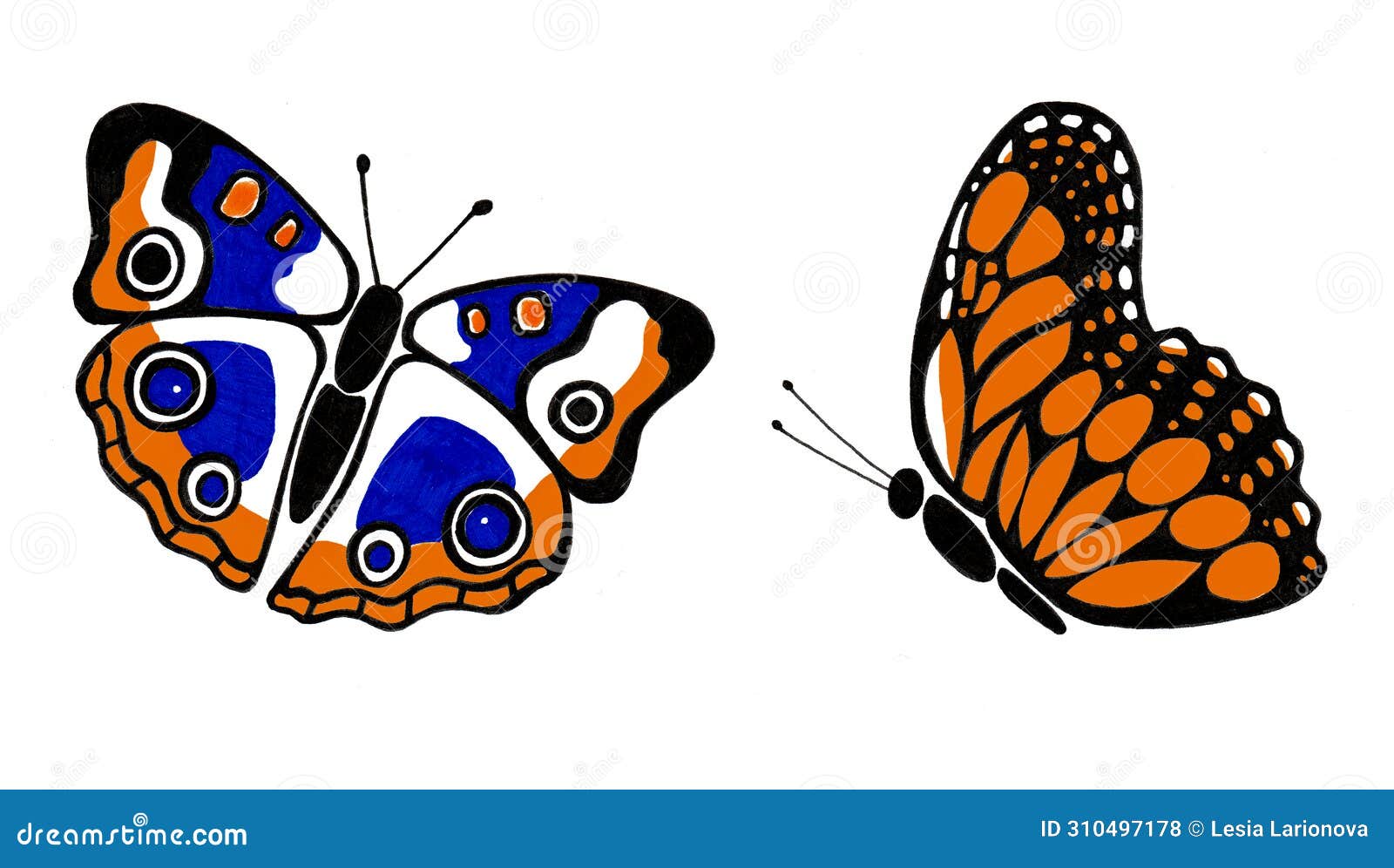 Illustration of Two Butterflies from Different Angles on a White ...