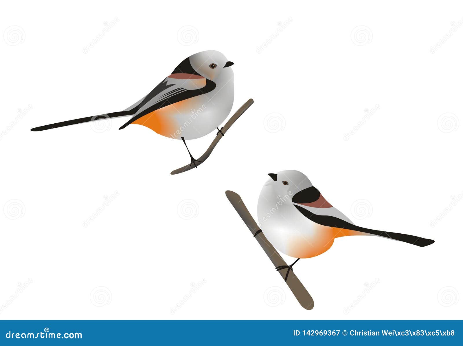 Long Tailed Tit Bird Watercolor Illustration Hand Drawn Realistic