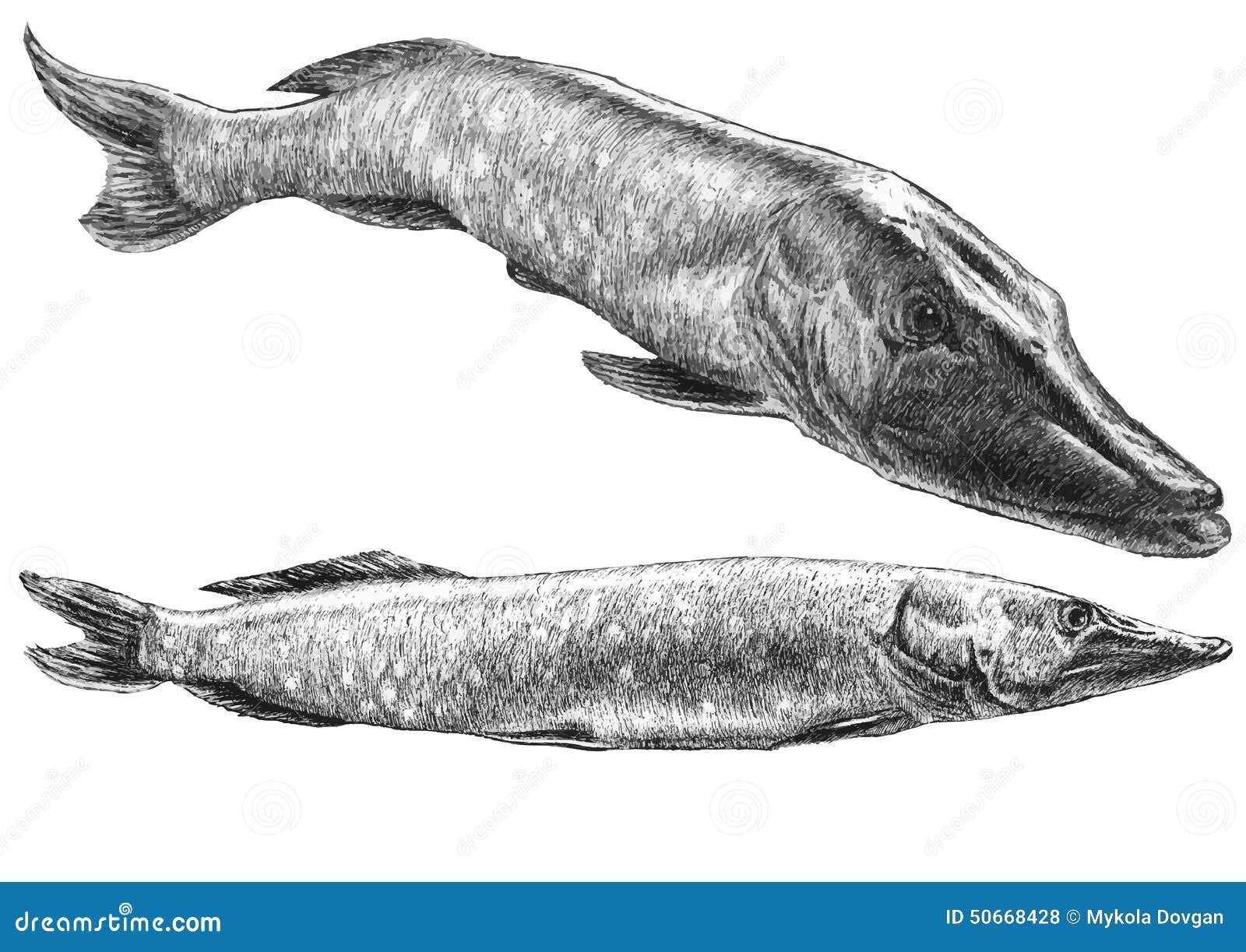 Illustration with Two Realistic Pike Stock Illustration - Illustration ...