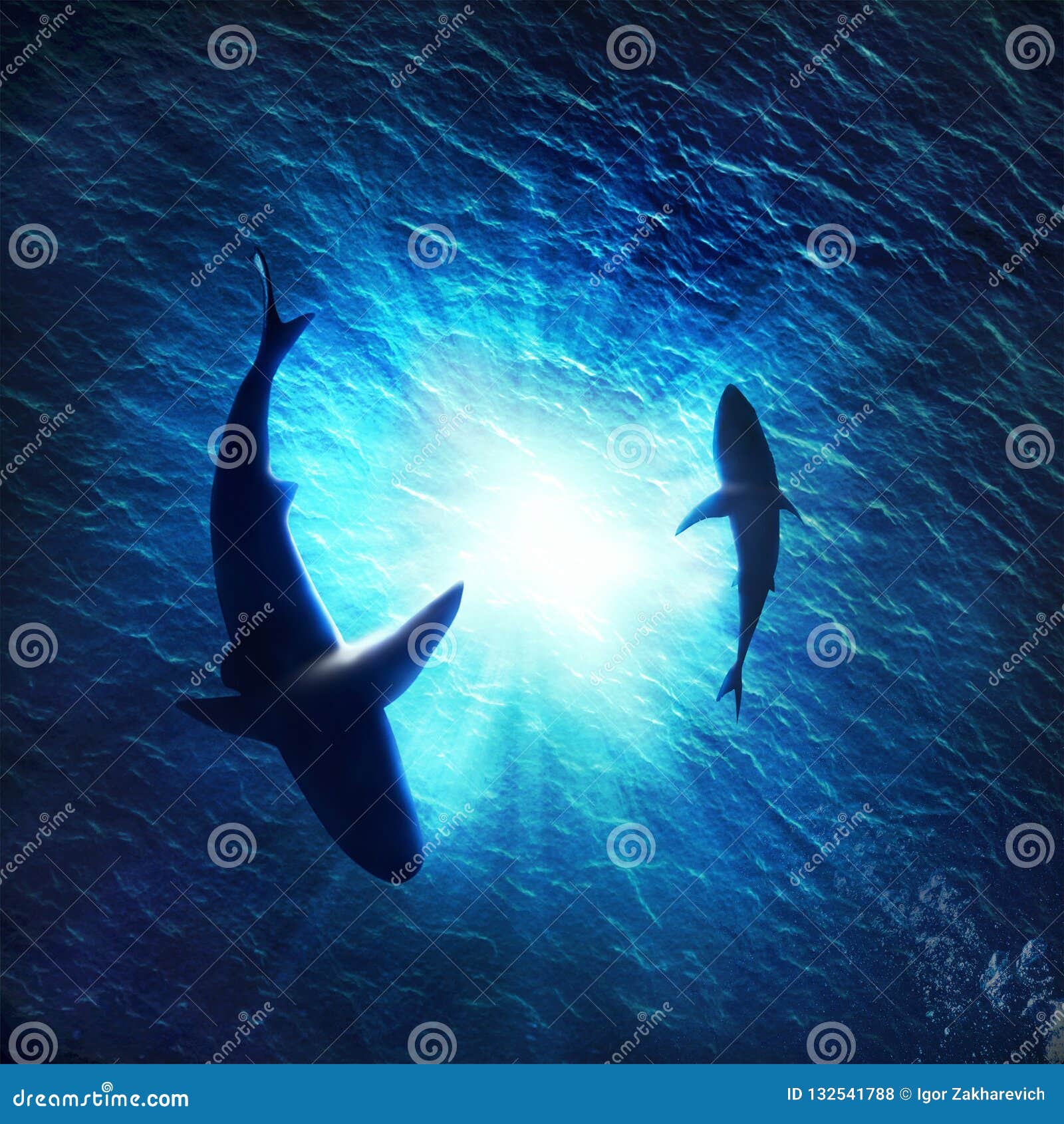 Of Two Sharks Forming a Circle Underwater Stock Photo - Image of ...