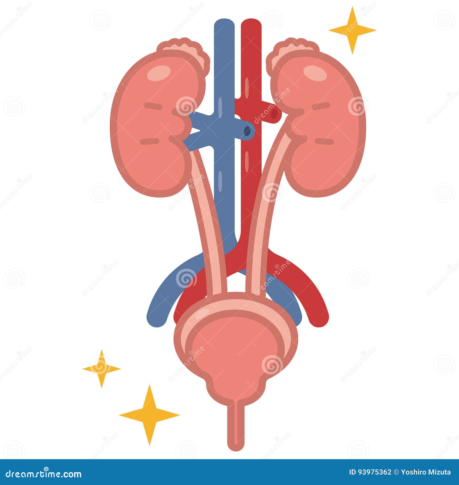 Illustration of urology stock vector. Illustration of system - 93975362