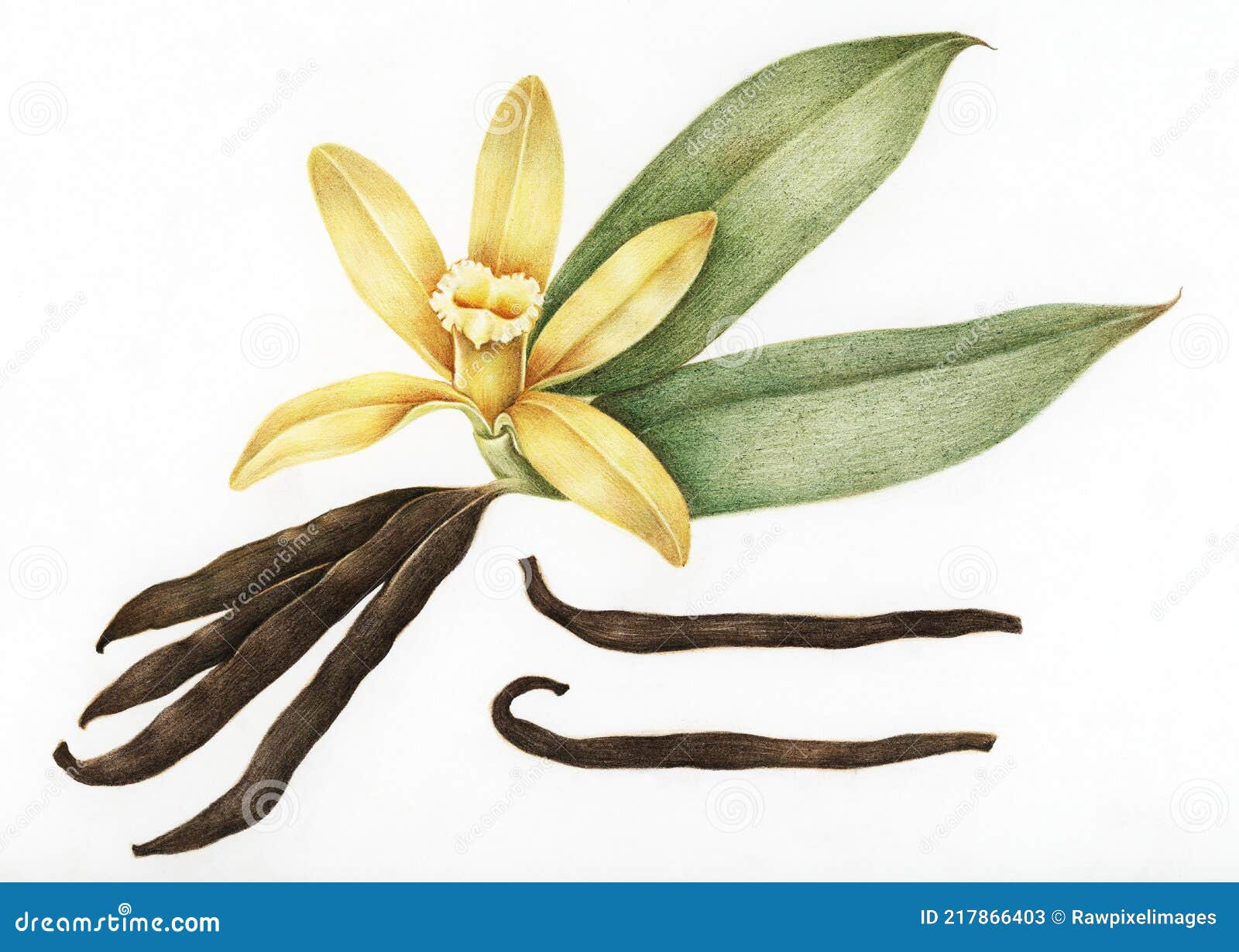 Vanilla Hand Draw Vintage Clip Art Isolated On White Background Cartoon ...