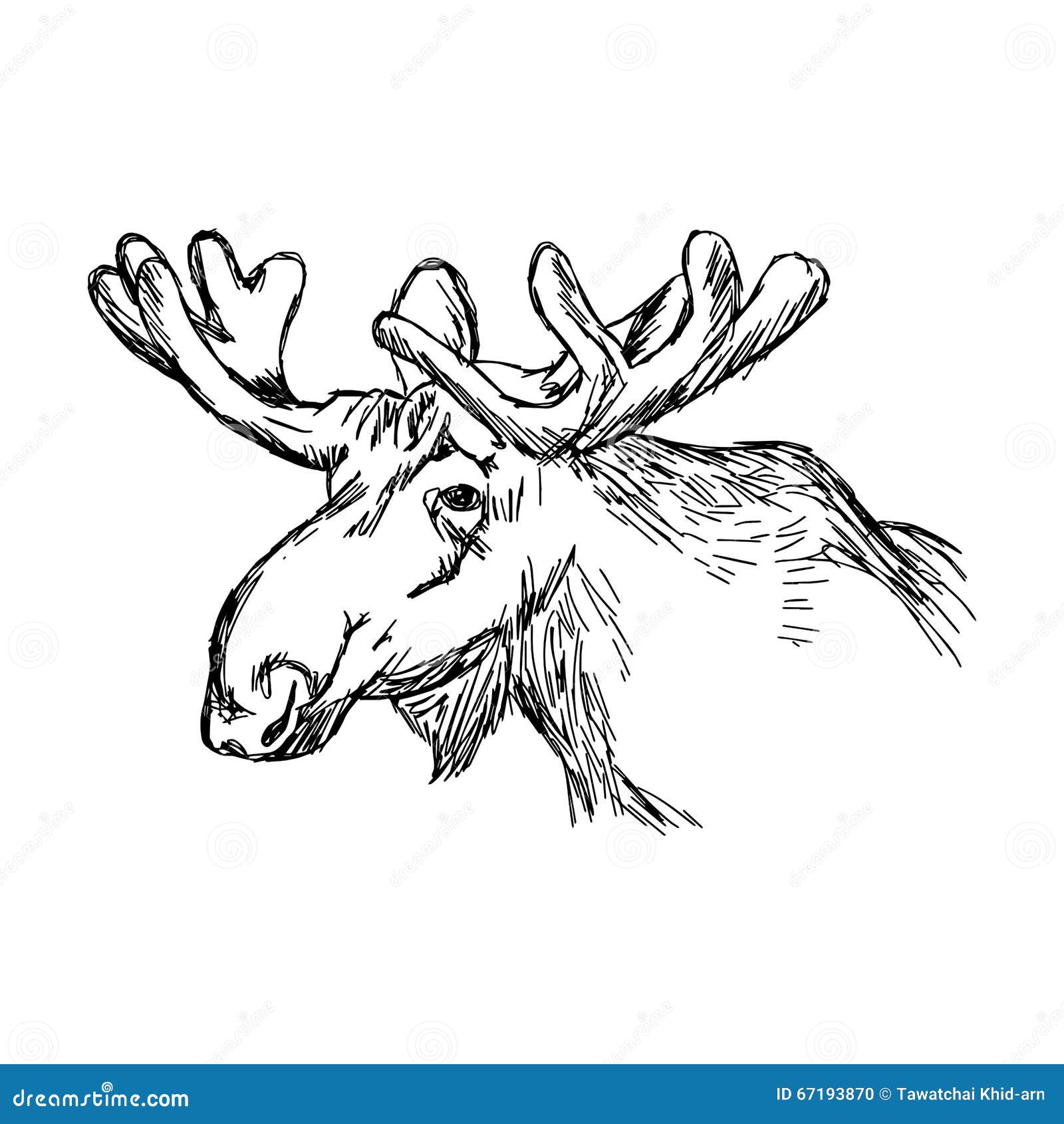 Sketch Moose Hand Drawn Isolated Stock Illustrations – 653 Sketch Moose ...