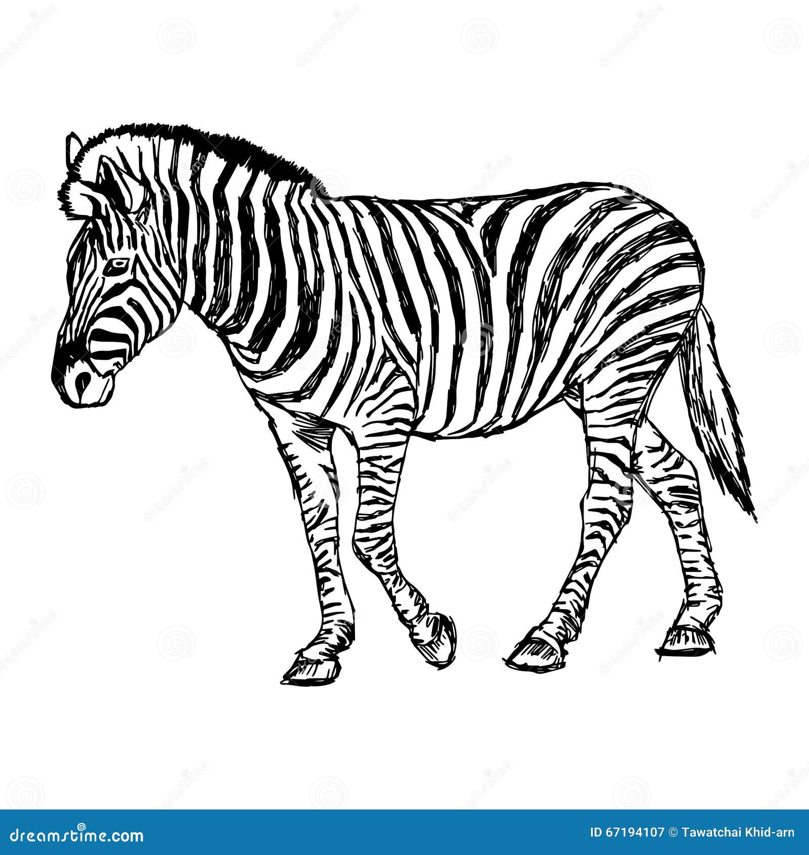 Illustration Vector Doodle Hand Drawn of Sketch Zebra Standing I Stock ...