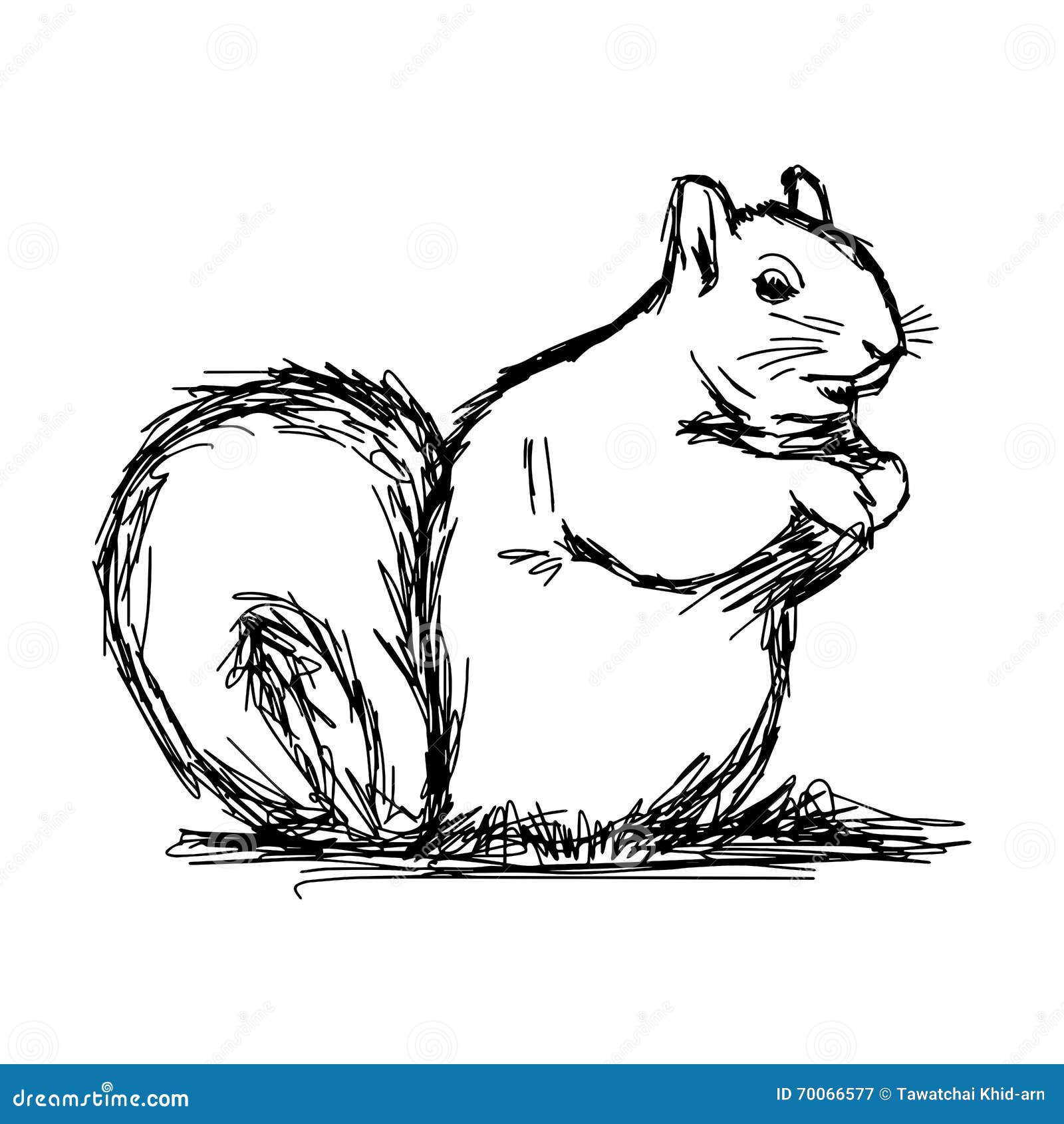 Illustration Vector Hand Draw Doodles of Squirrel Isolated on Wh Stock ...