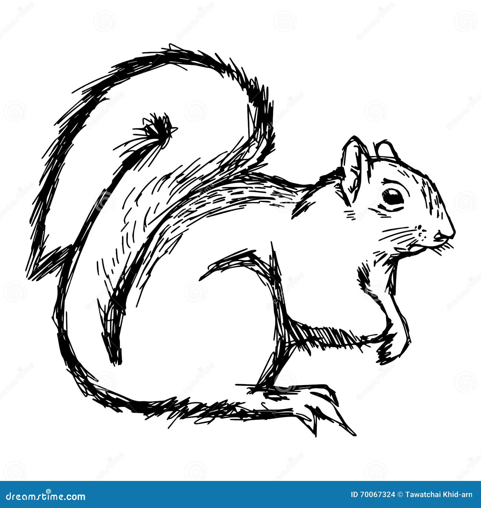 Illustration Vector Hand Draw Doodles of Squirrel Isolated on Wh Stock ...