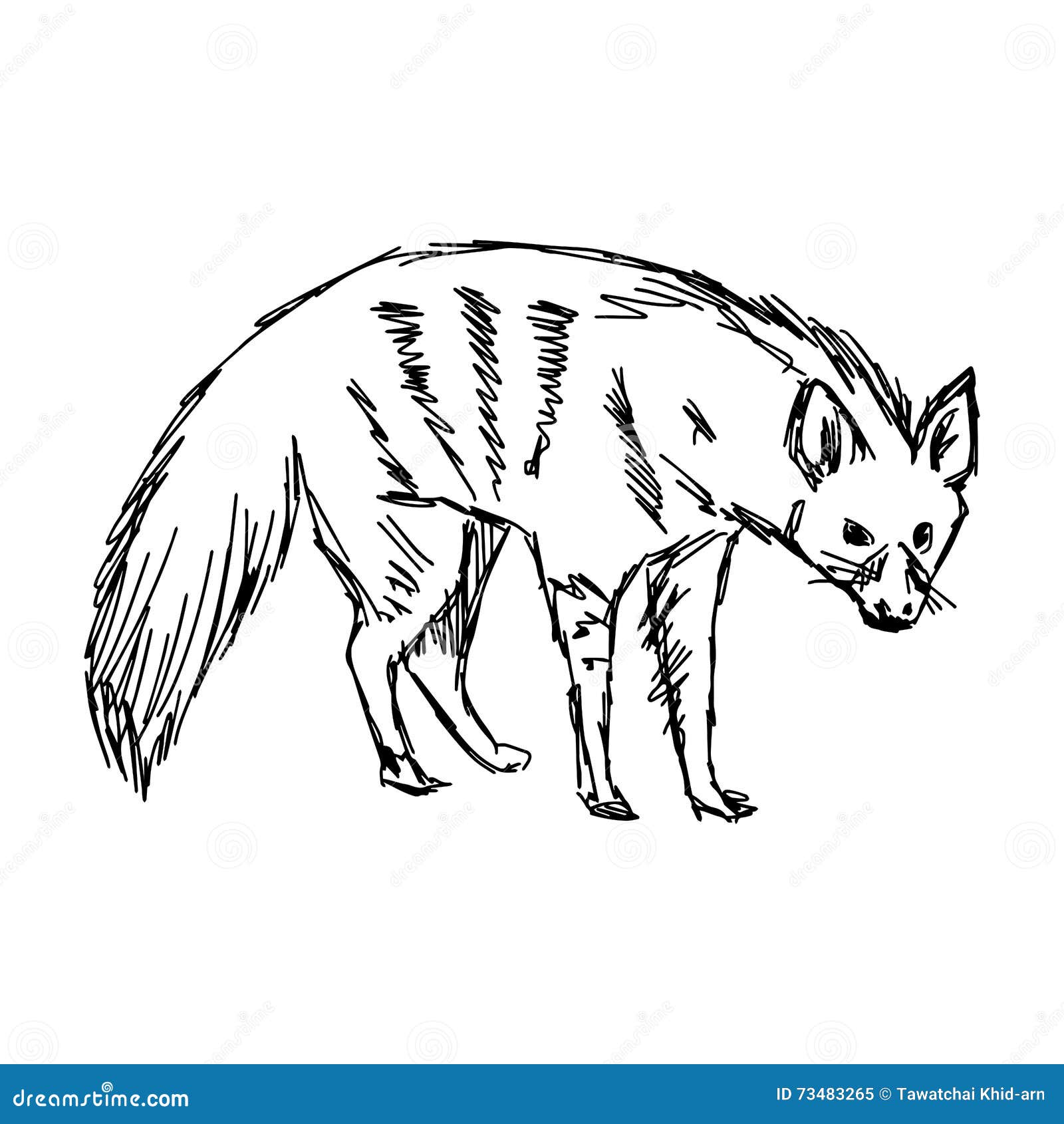 Aardwolf Drawing