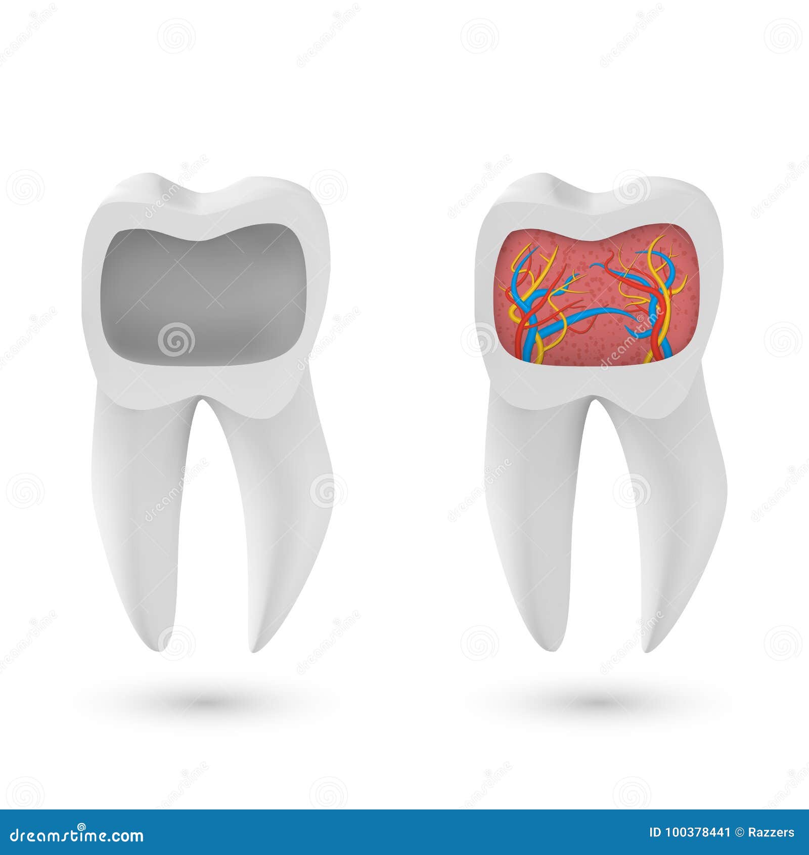 Vector Realistic 3D Tooth Set. Healthy Teeth Set Care Vector Product ...