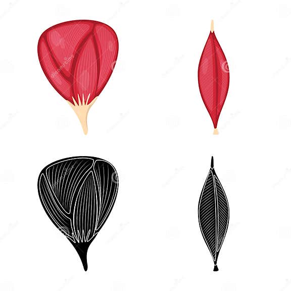 Illustration Vectorielle De La Fibre Et Du Signe Musculaire Ensemble De Fibres Et De Symboles De