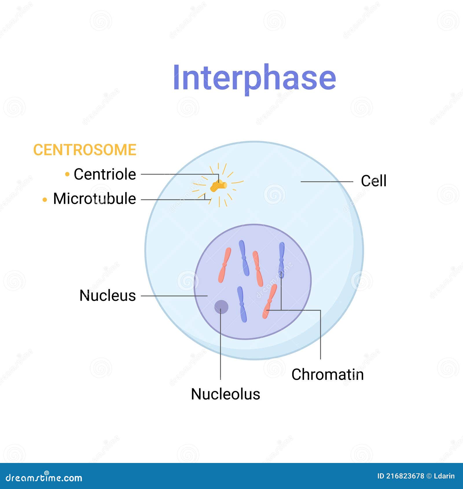 Illustration Vectorielle De La Phase De Mitose. Interphase Illustration ...