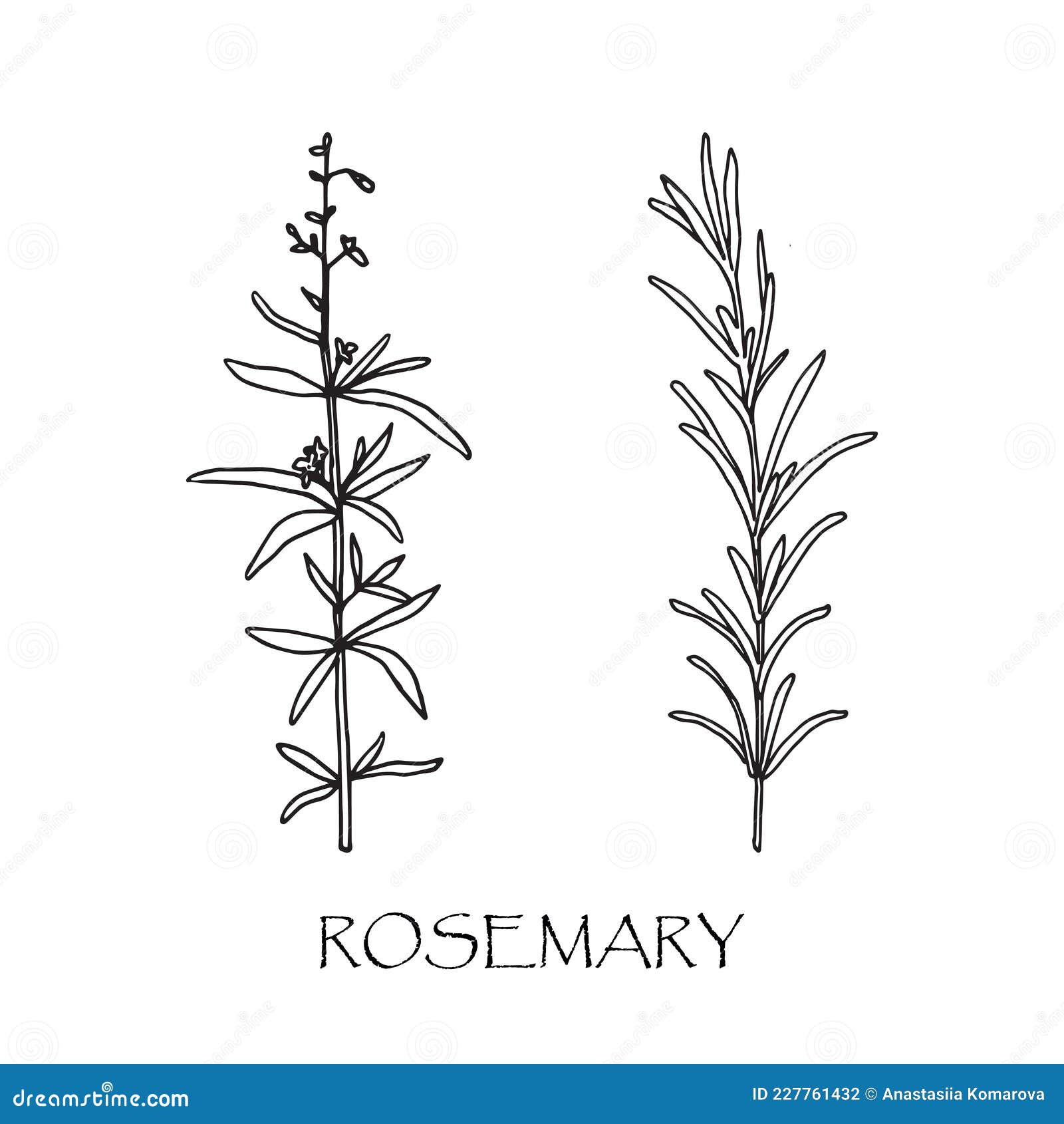 Illustration Vectorielle Du Romarin. Croquis De Doodle Illustration de ...