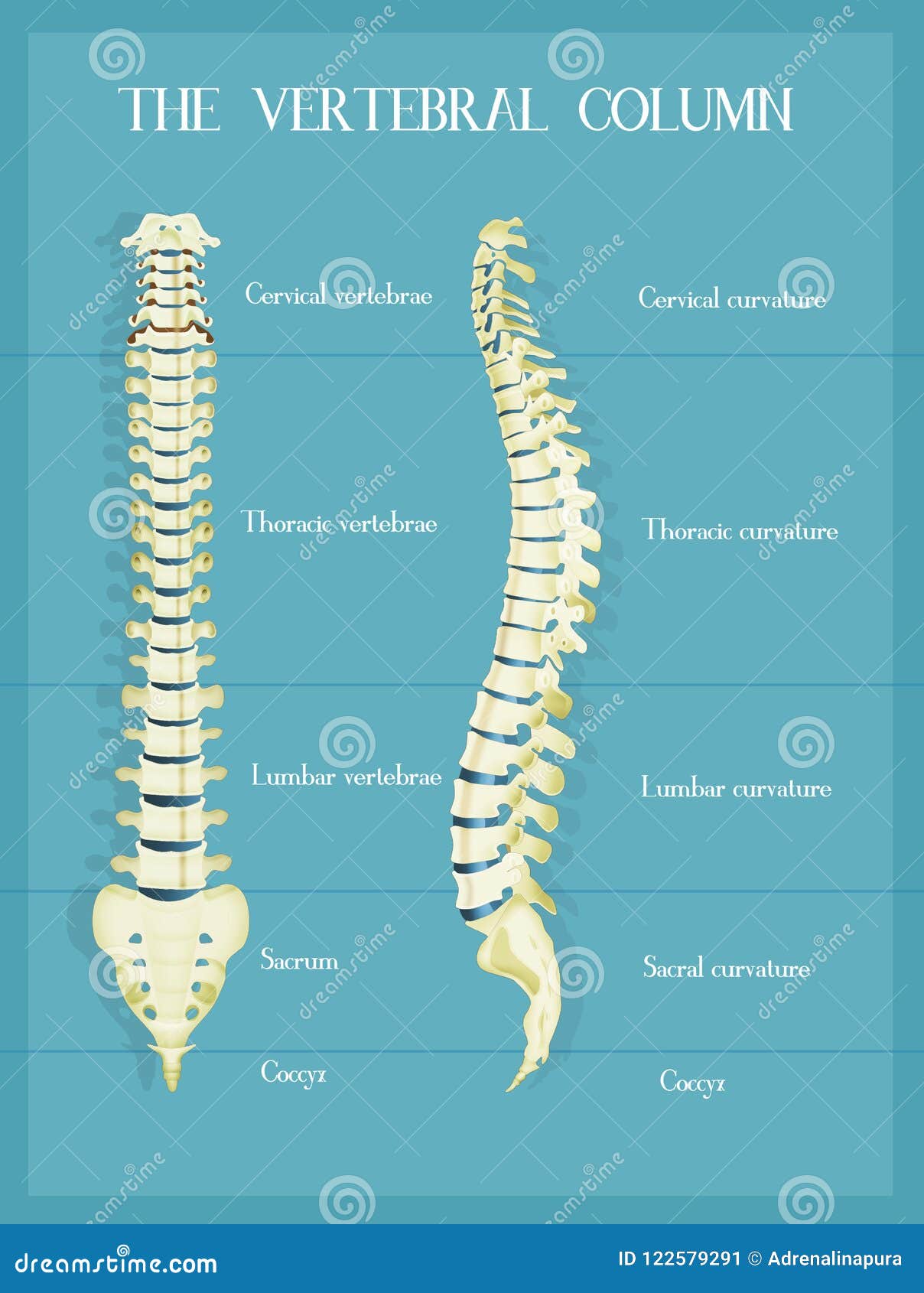Vertebral Colum Stock Illustrations – 8 Vertebral Colum Stock ...