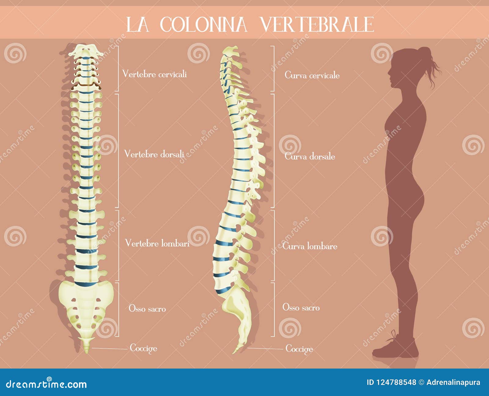 The vertebral colums stock illustration. Illustration of sacrum - 124788548