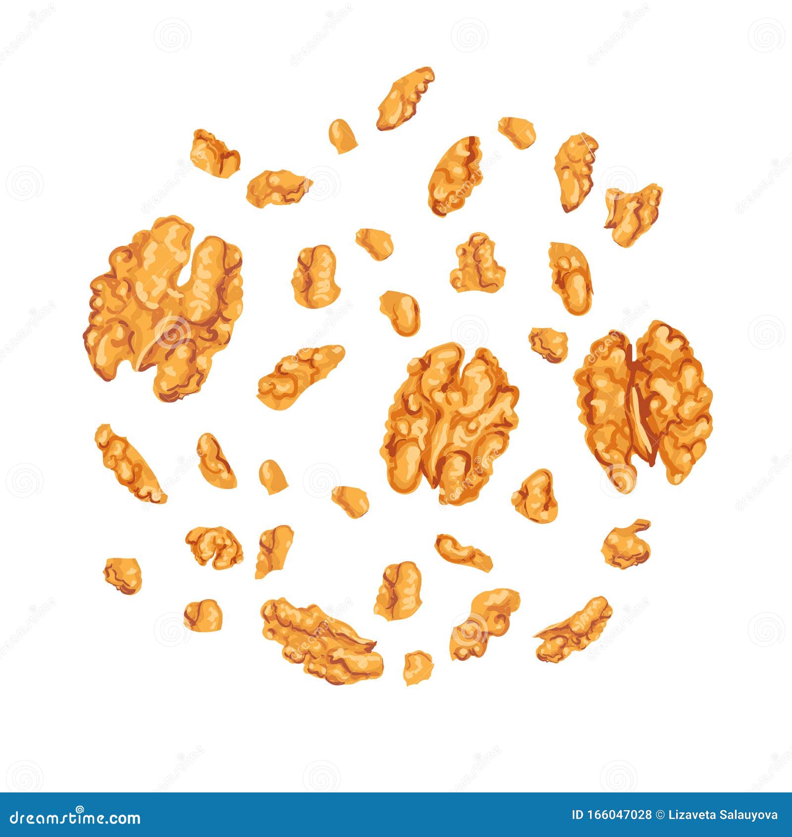 Illustration of Walnut Isolated on White Background Stock Vector ...