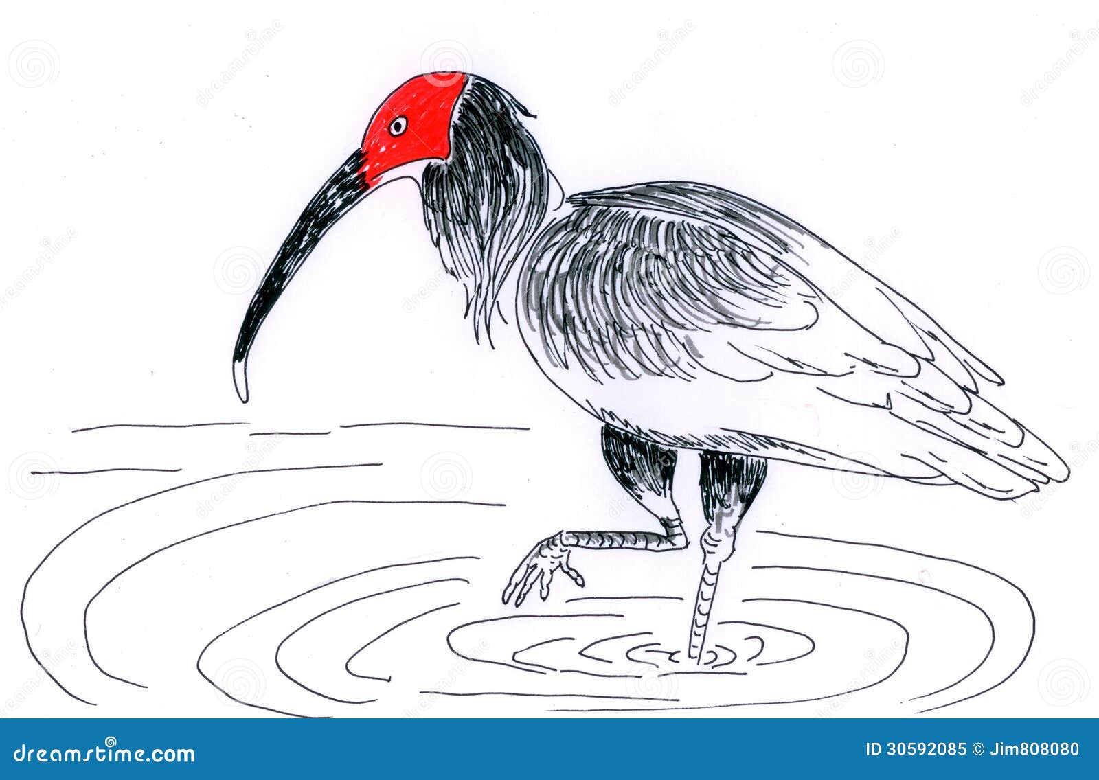 Illustration water bird stock illustration. Illustration of africa ...