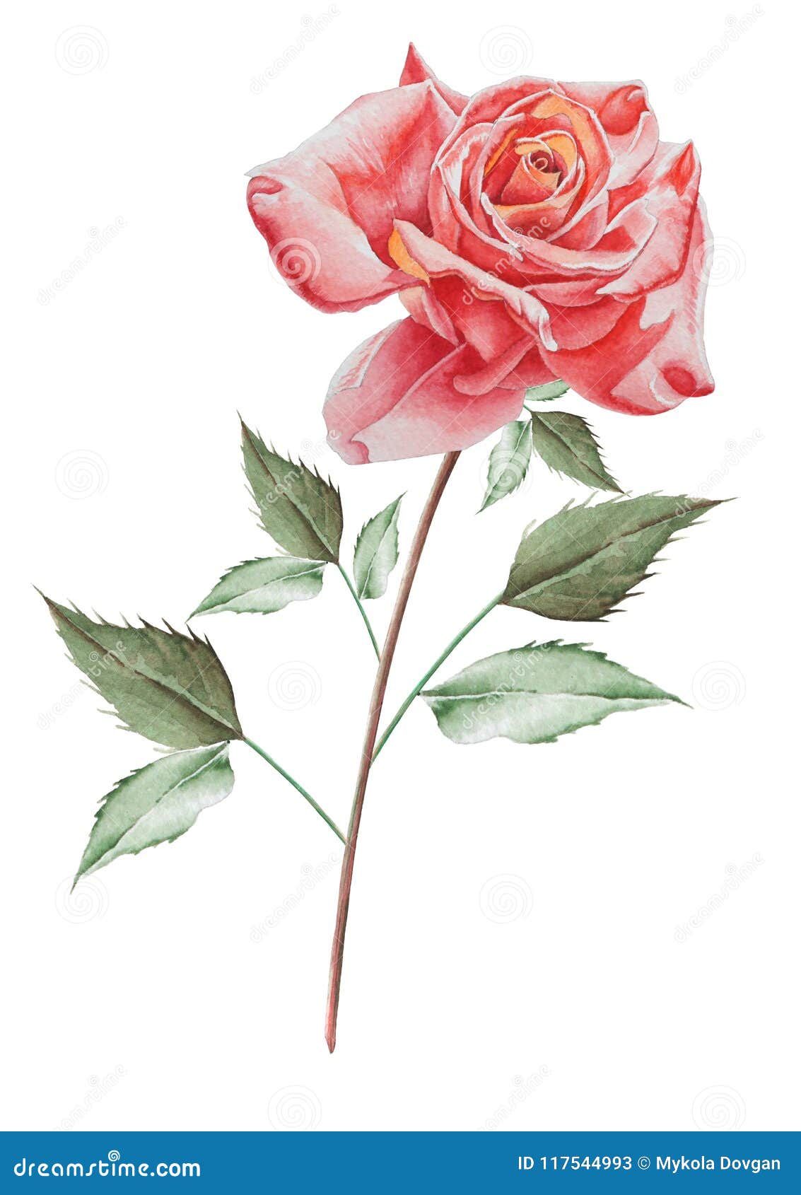Illustration with Watercolor Rose. Stock Illustration - Illustration of ...