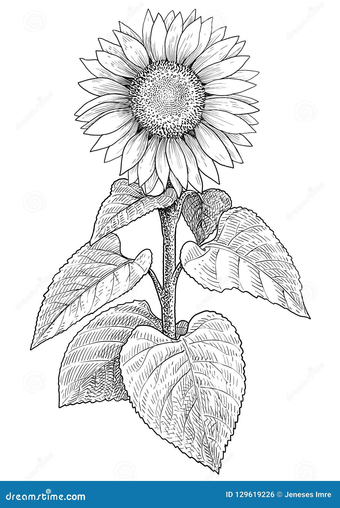 Sunflower Illustration Drawing Engraving Ink Line Art Vector Stock