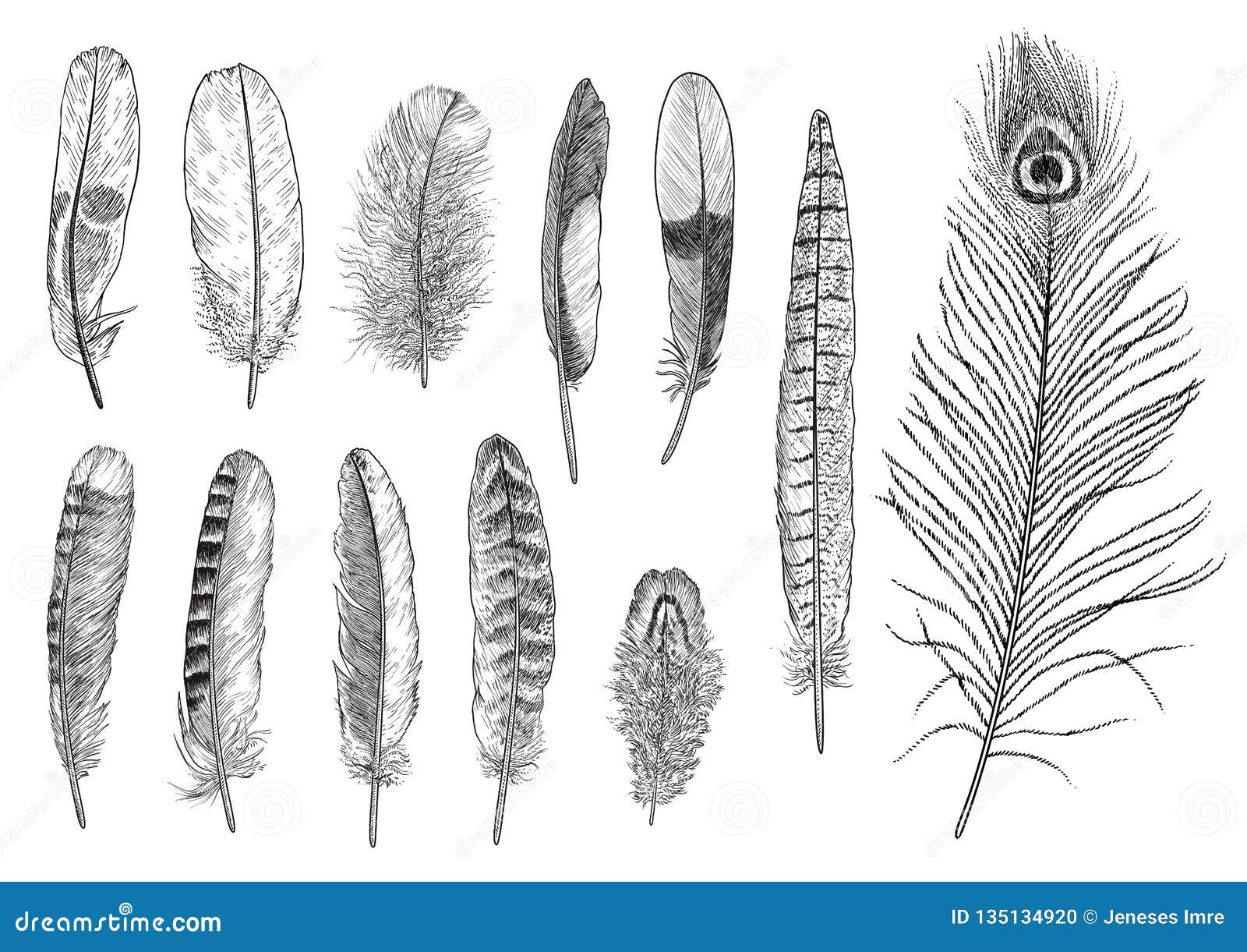 Collection Of Feather Illustration Drawing Engraving Ink Line Art
