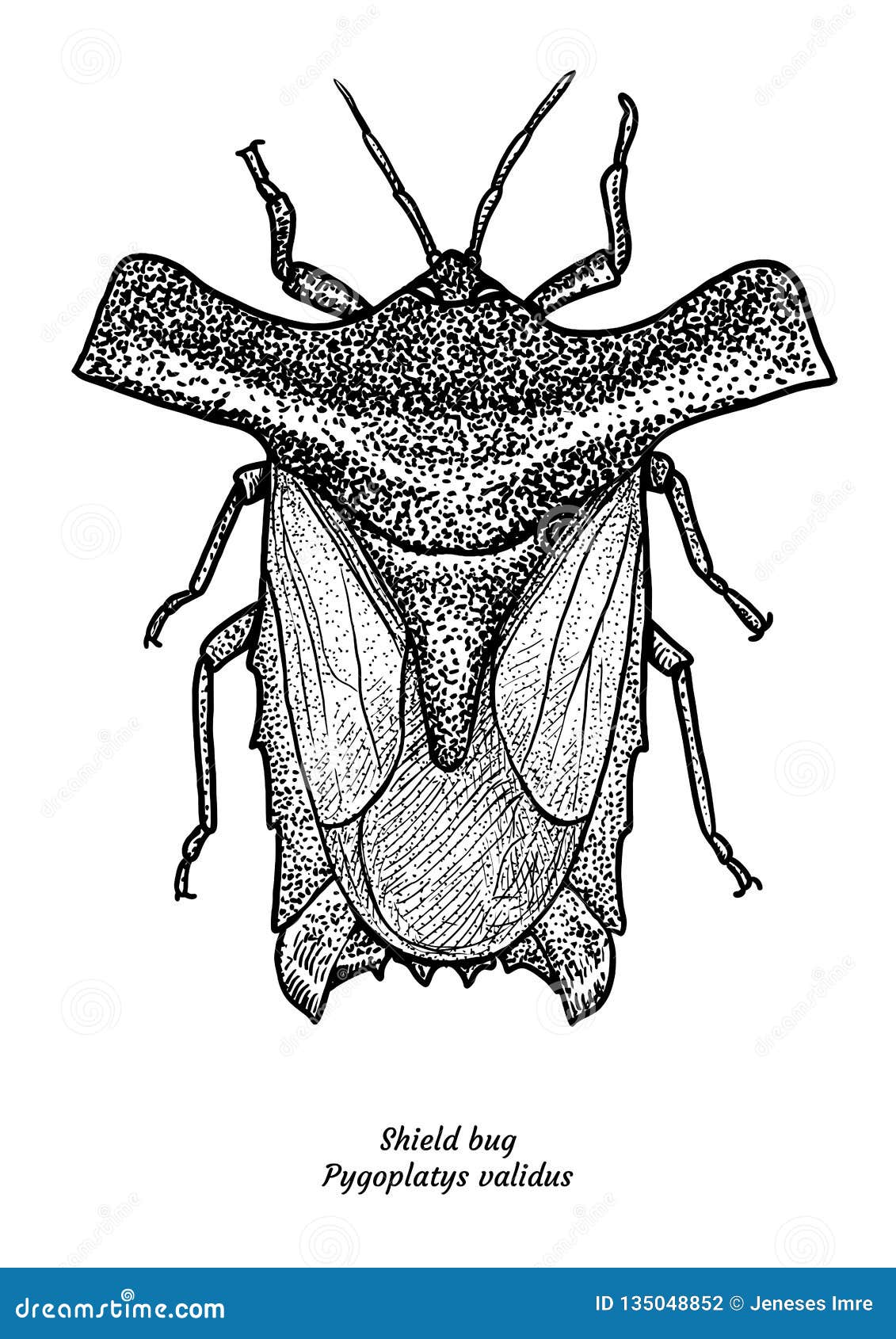 Shield Bug Illustration, Drawing, Engraving, Ink, Line Art, Vector ...